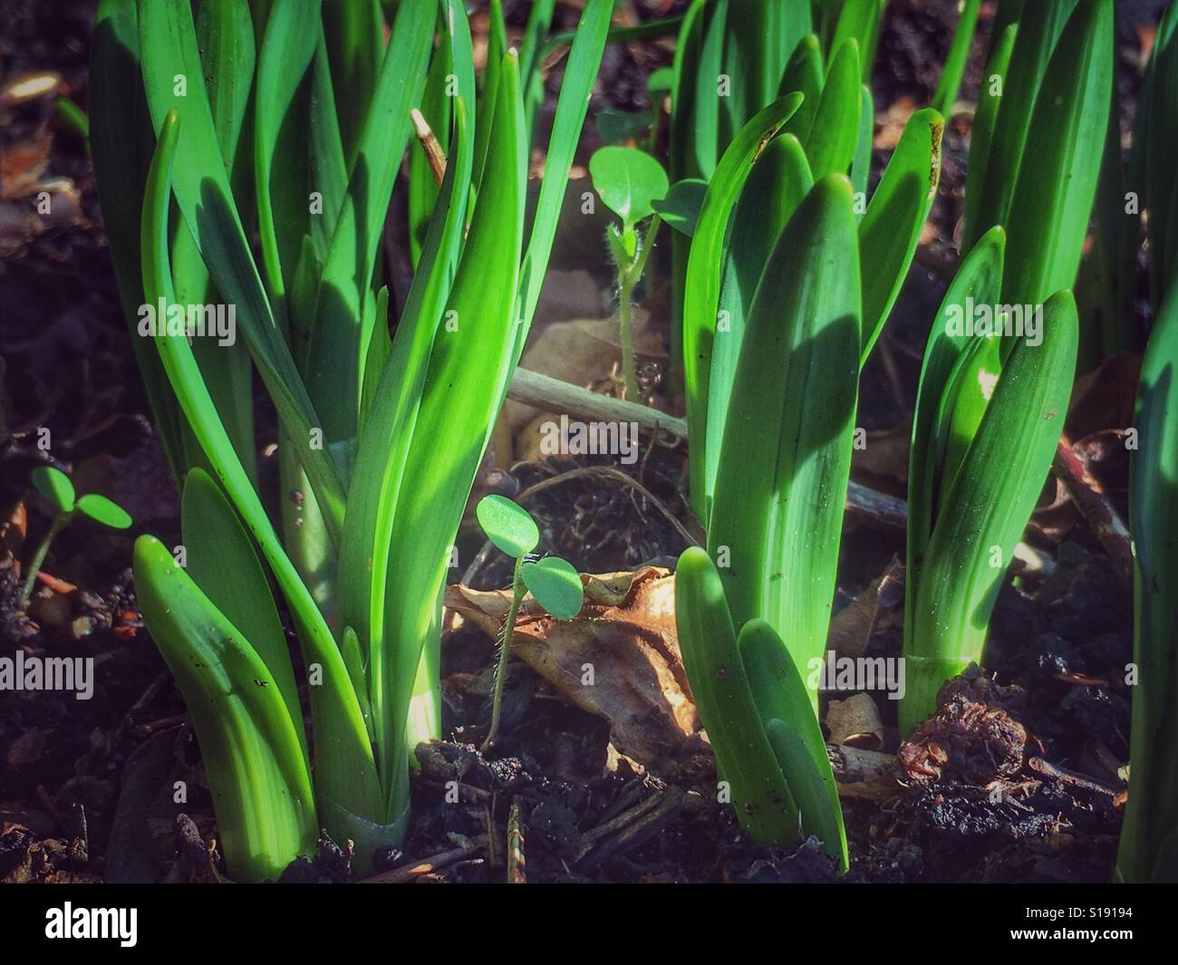 Spring green first shoots hi-res stock photography and images - Alamy