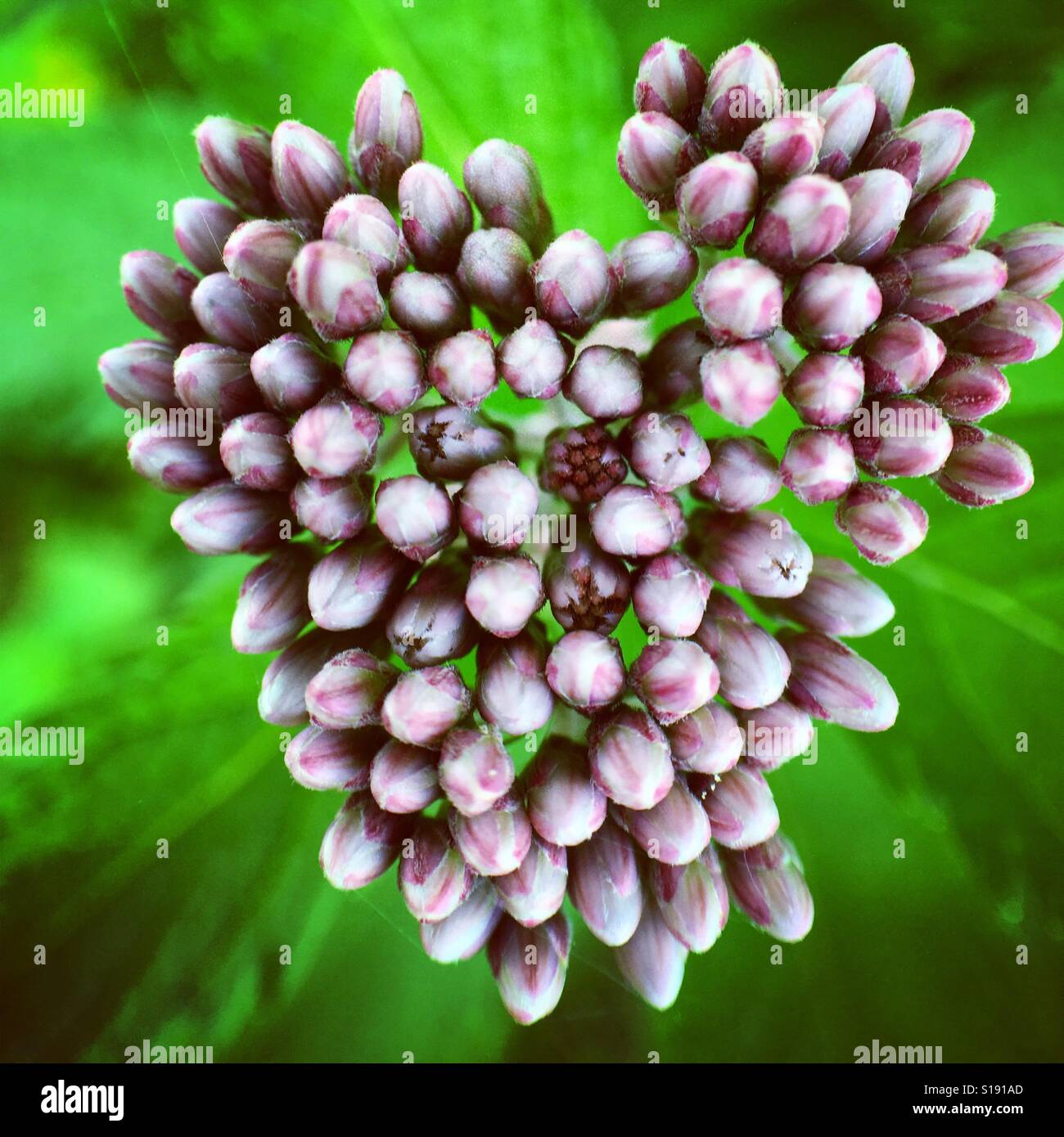Weed love hi-res stock photography and images - Alamy