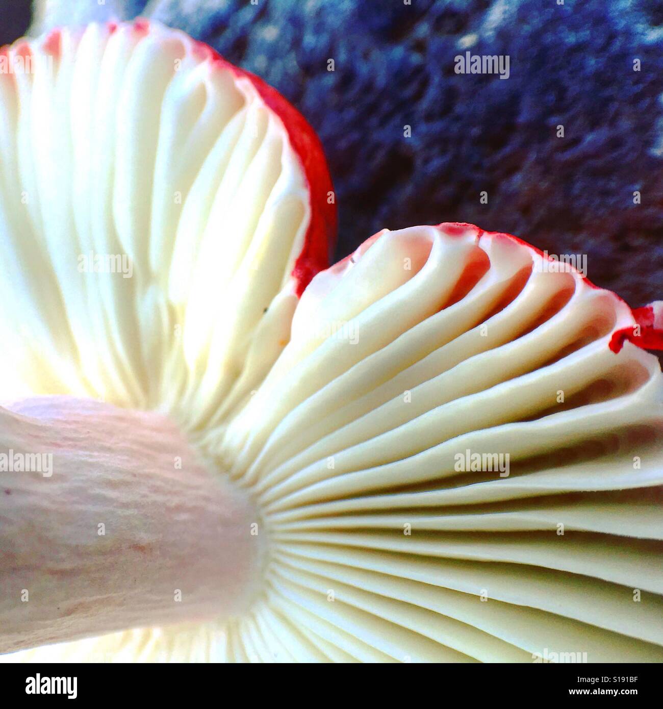 White shroom hi-res stock photography and images - Alamy