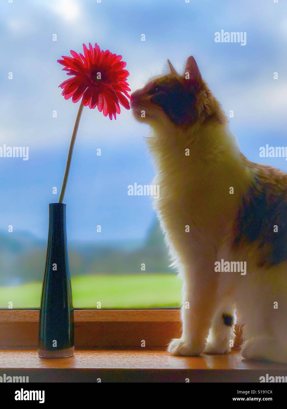 Cat with flower hi-res stock photography and images - Alamy