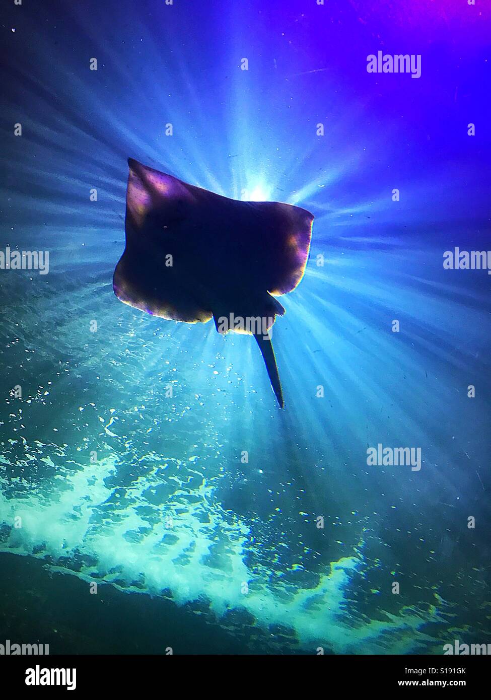 Stingray shadow hi-res stock photography and images - Alamy