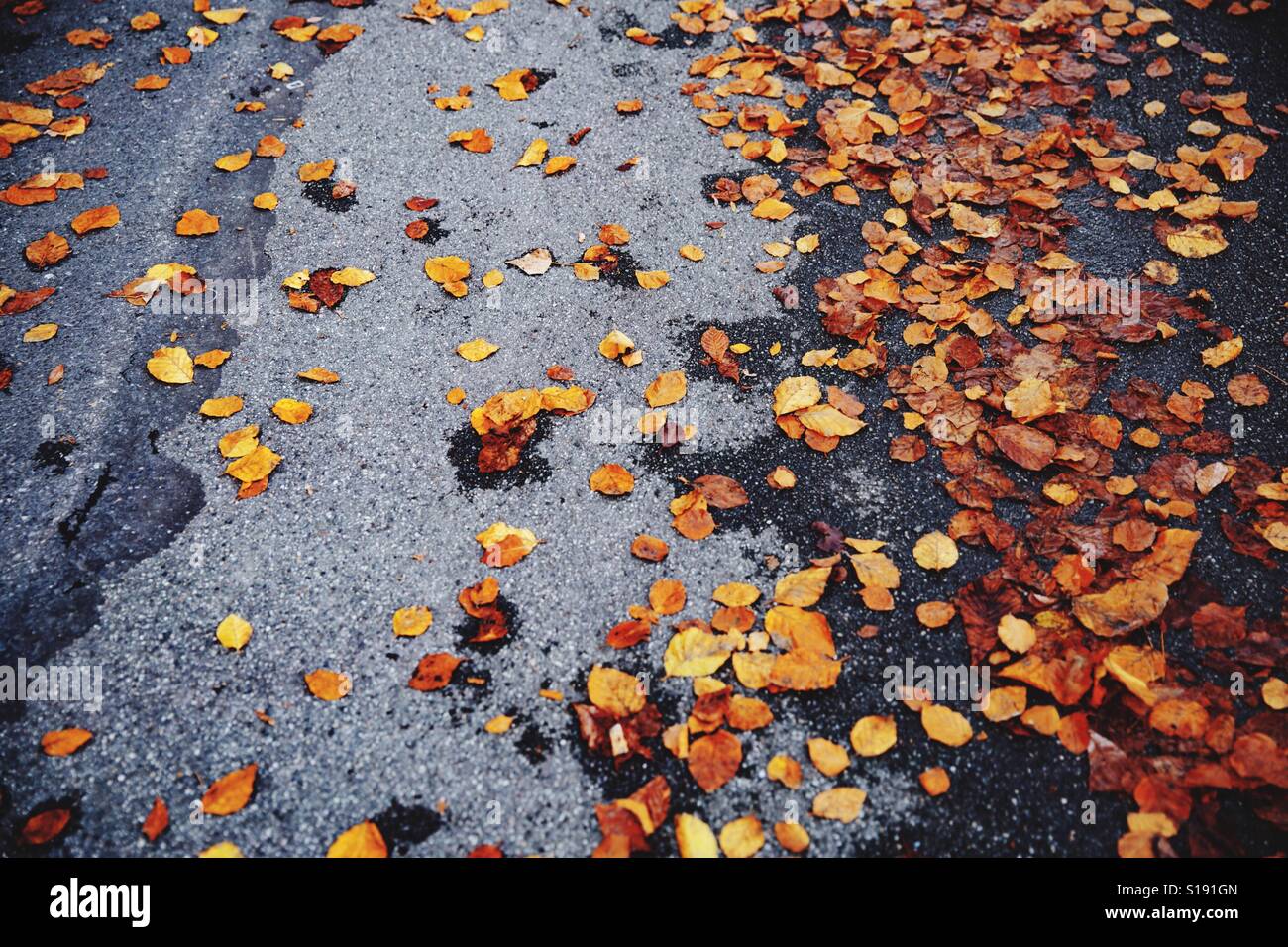 Autumn leaves on the ground Stock Photo - Alamy