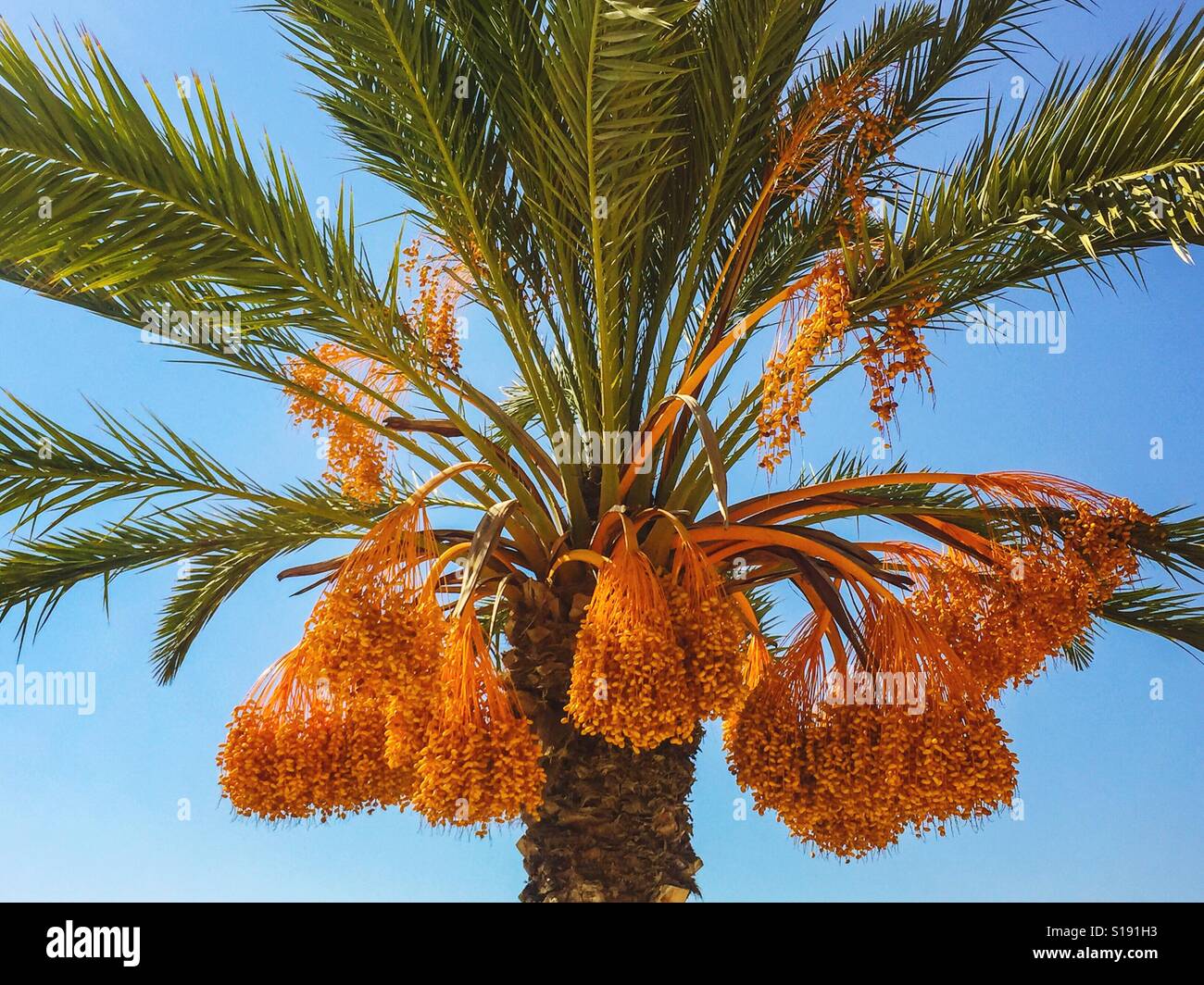 Top view of a palm tree Stock Photo - Alamy