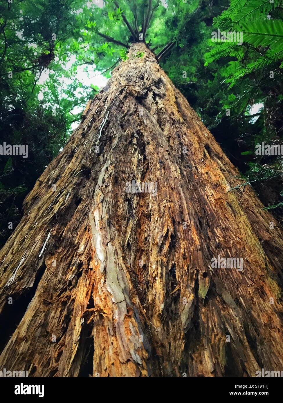 Captivating redwoods hi-res stock photography and images - Alamy