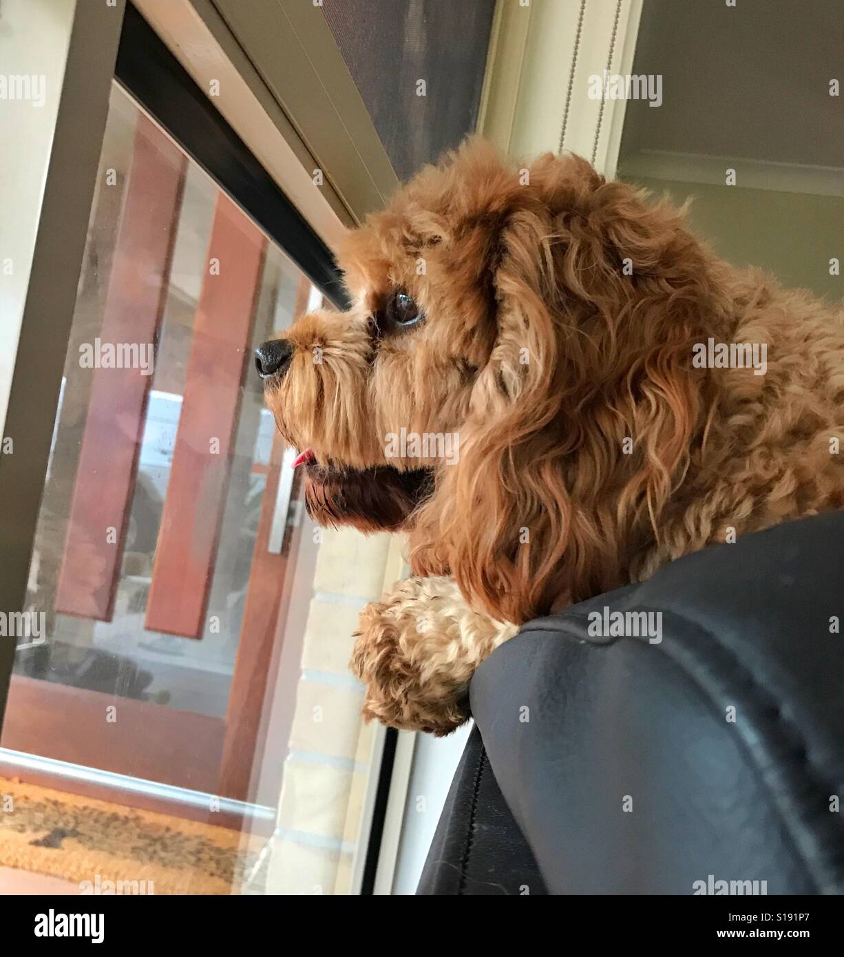 Look out dog hi-res stock photography and images - Alamy