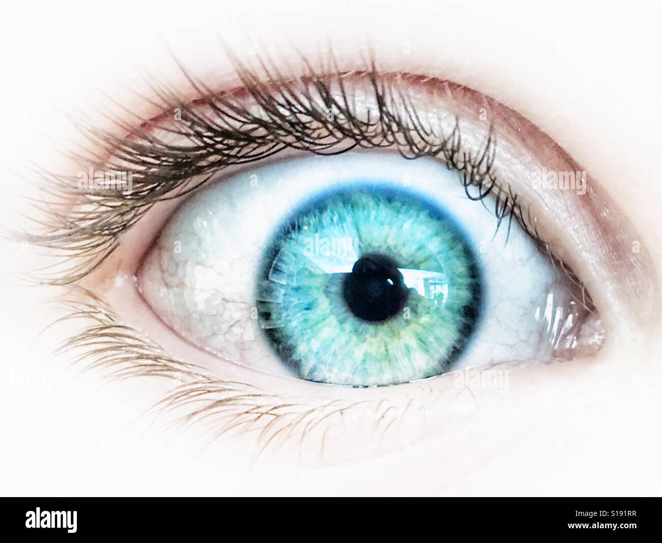 Close up of a human blue eye Stock Photo - Alamy