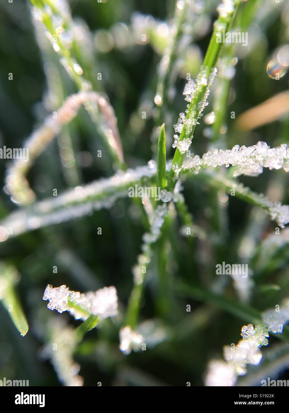 Grass with ice crystals hi-res stock photography and images - Alamy