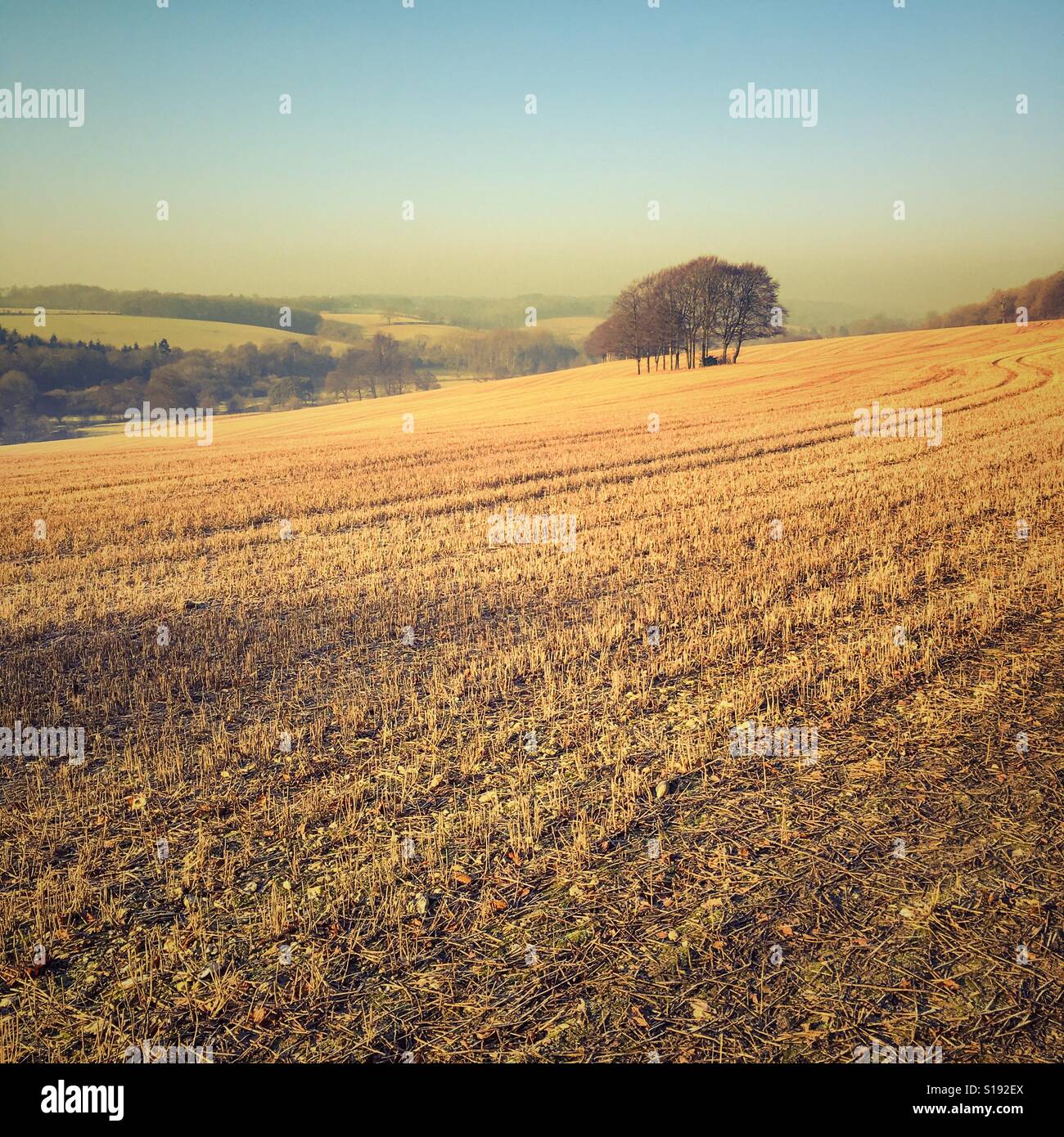 Golden valley tree farm hi-res stock photography and images - Alamy