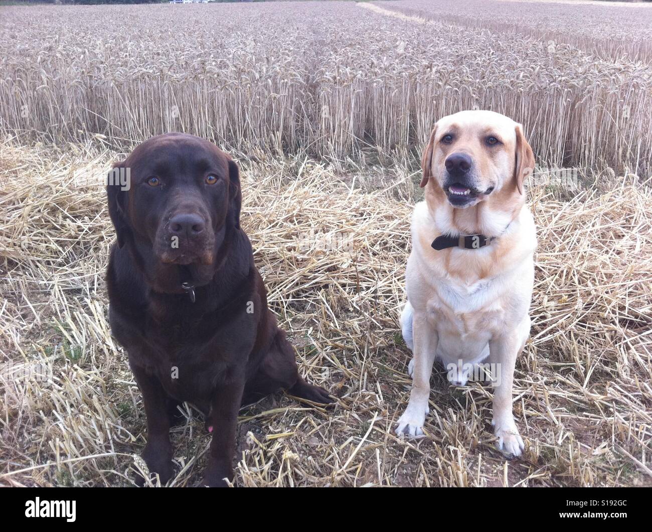 Labradors in acornfield Stock Photo - Alamy