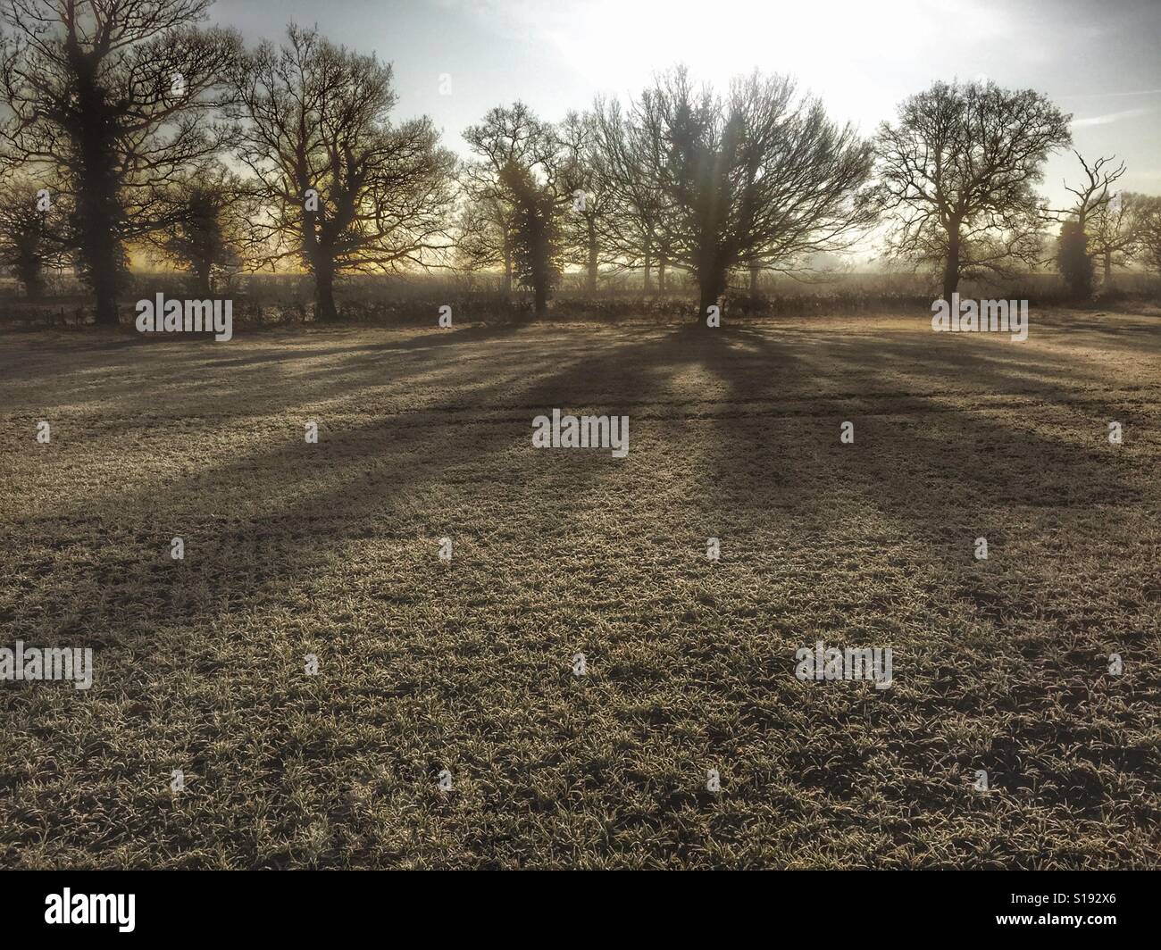 Winter tree shadow Stock Photo - Alamy