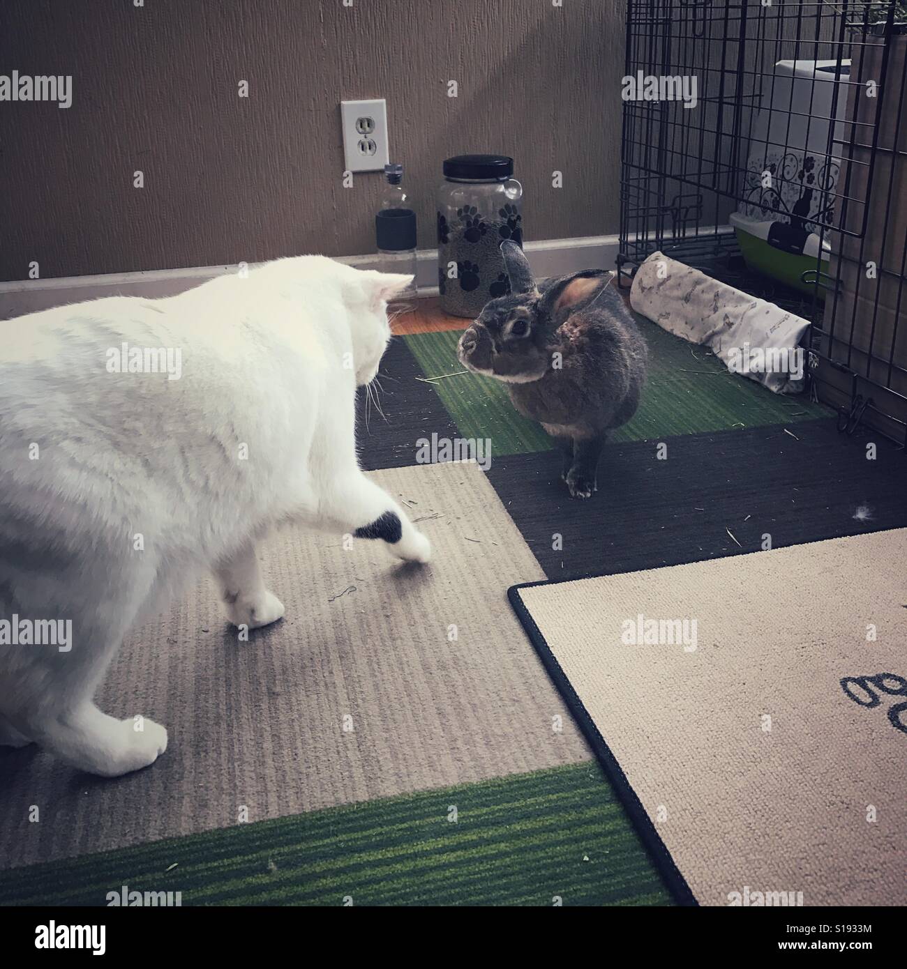 Cat rabbit hi-res stock photography and images - Alamy