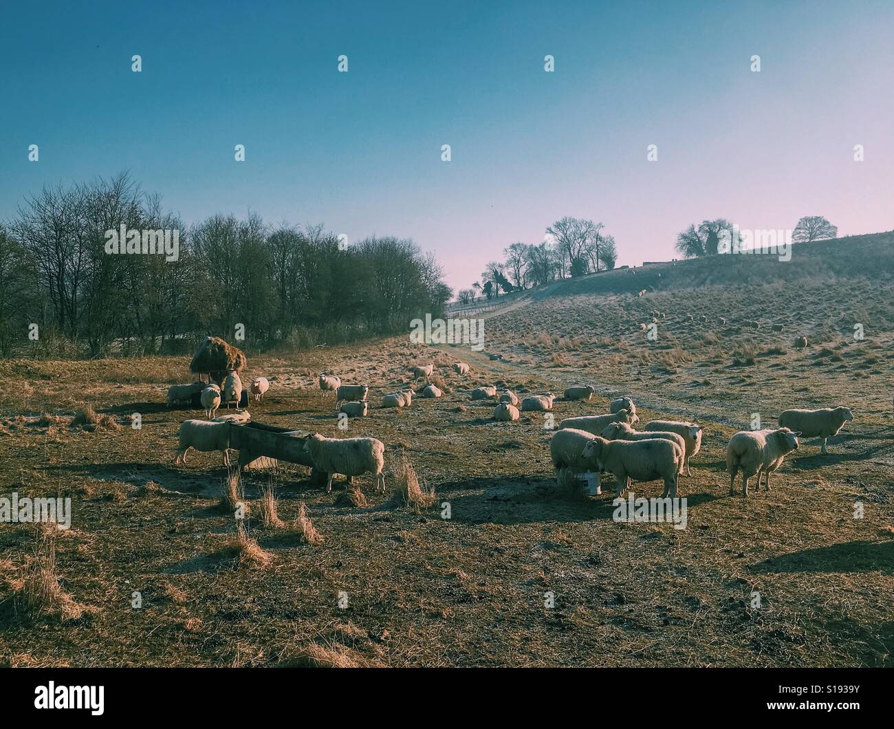 Sheep chess hi-res stock photography and images - Alamy