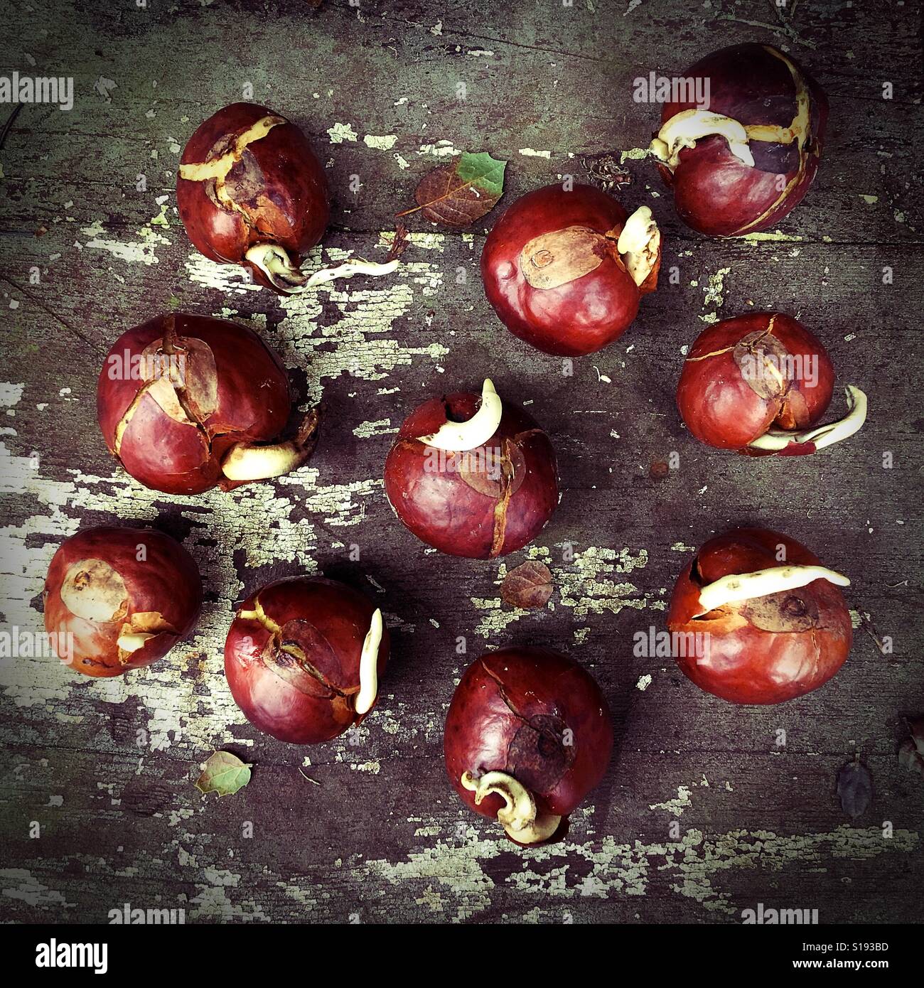 Buckeyes hi-res stock photography and images - Alamy