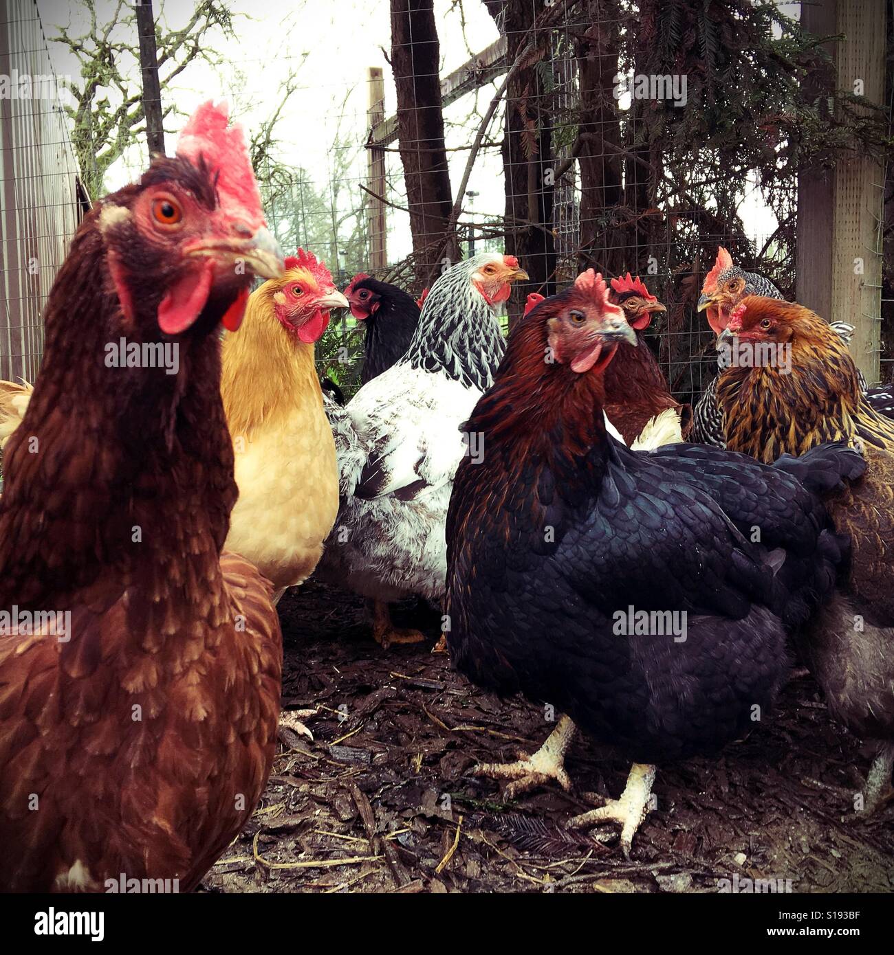 Coop for chickens hi-res stock photography and images - Alamy