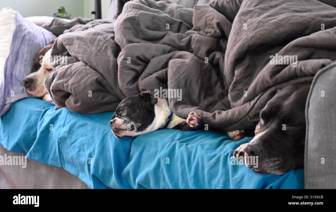 Sleeping american bulldog hi-res stock photography and images - Alamy