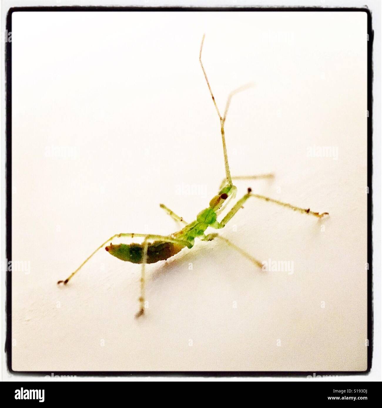 Green bug hi-res stock photography and images - Alamy