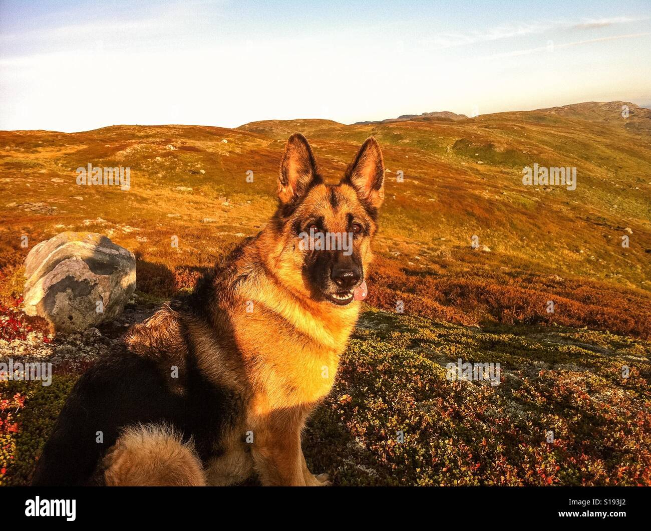 Most beautiful german shepherd hi-res stock photography and images - Alamy