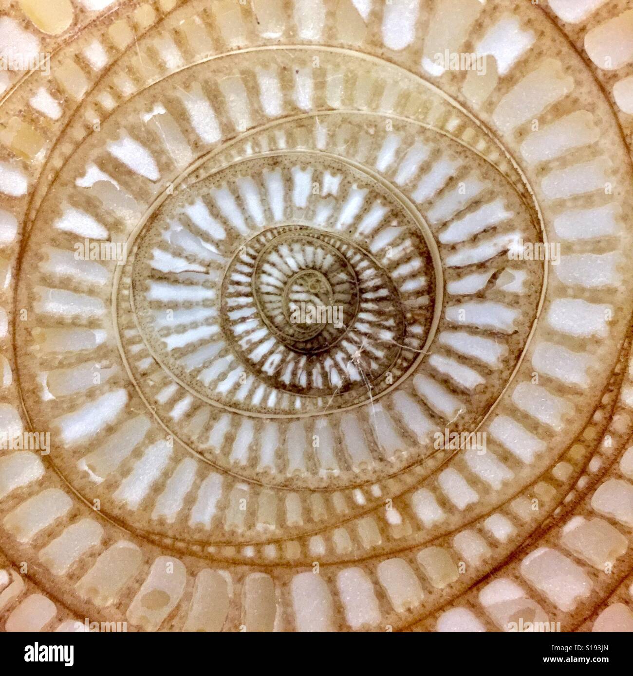 Cross section of a stem hi-res stock photography and images - Alamy