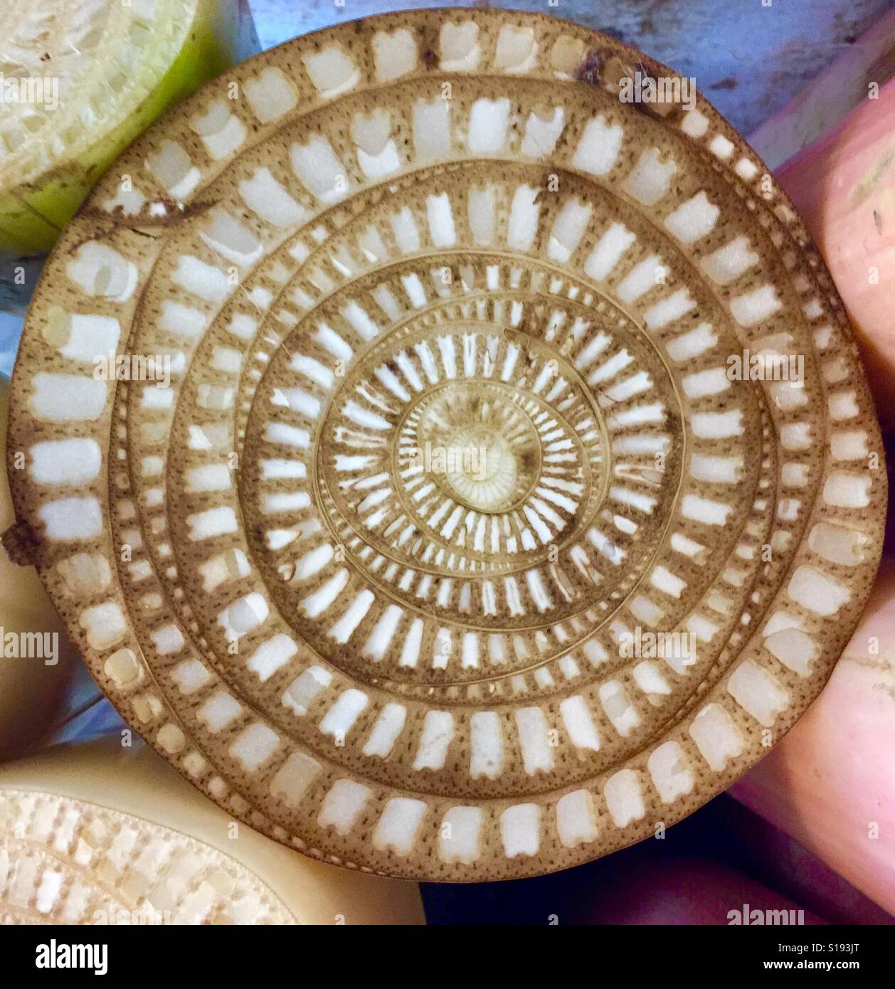 Nature art cross section banana hi-res stock photography and images - Alamy