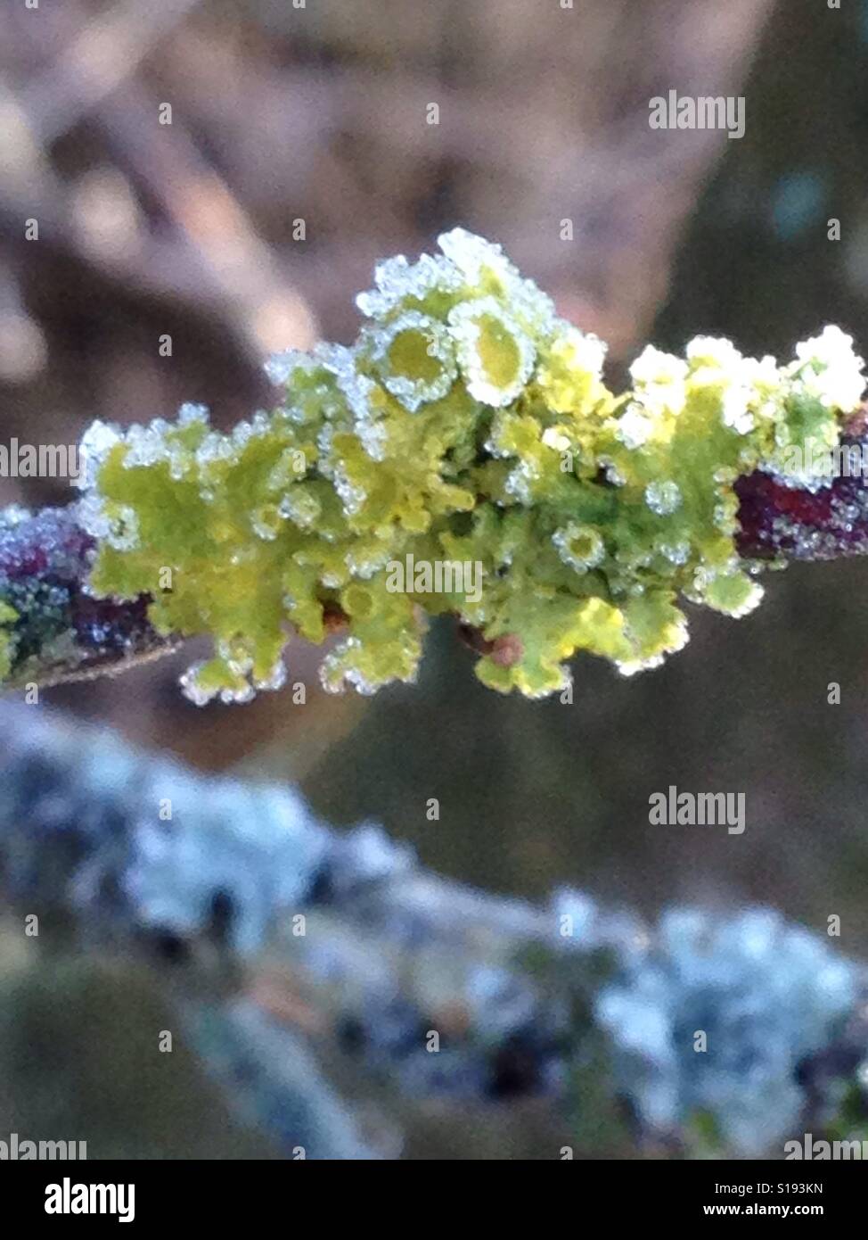 Cold moss hi-res stock photography and images - Alamy