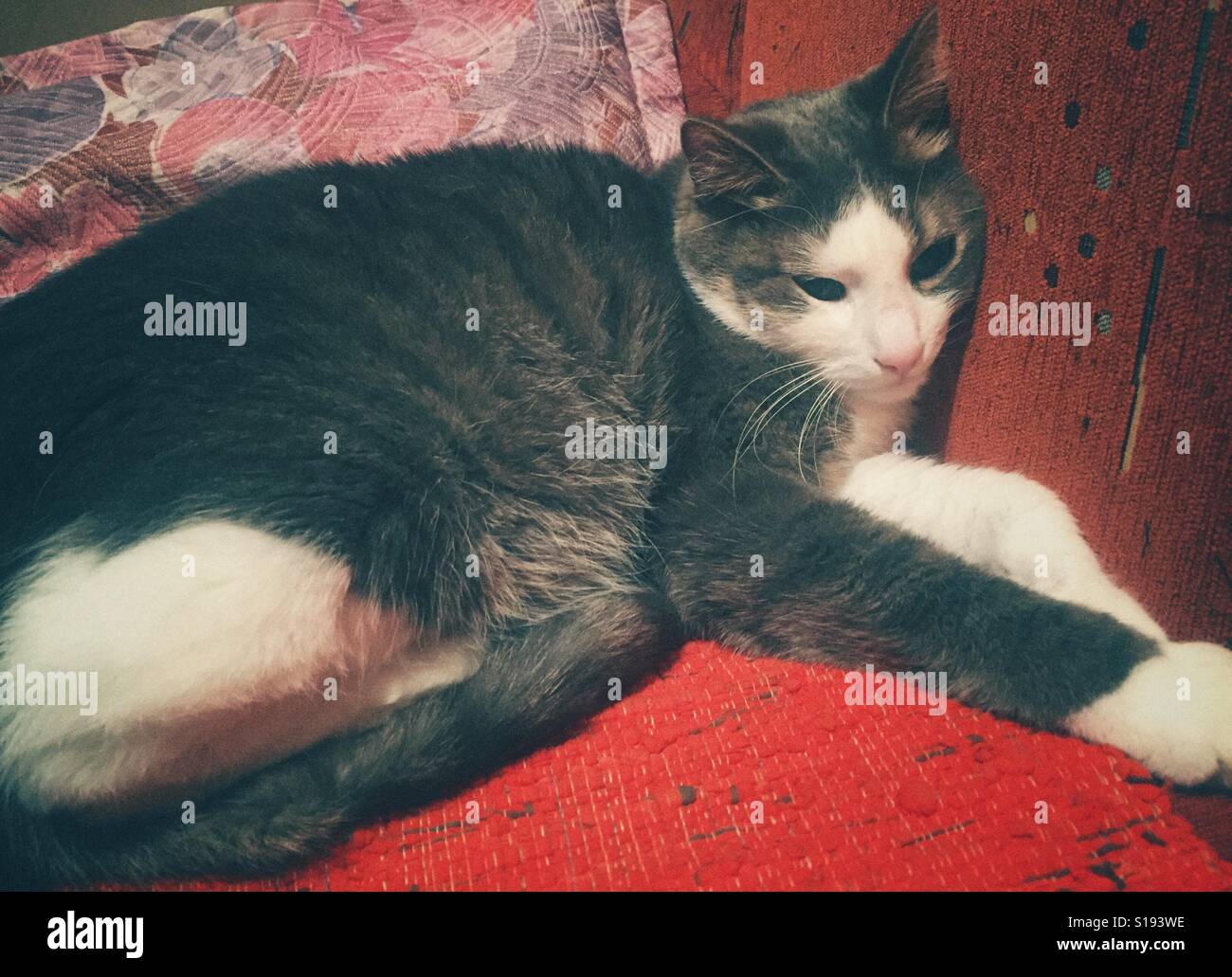 Sleeping fat cat hi-res stock photography and images - Alamy