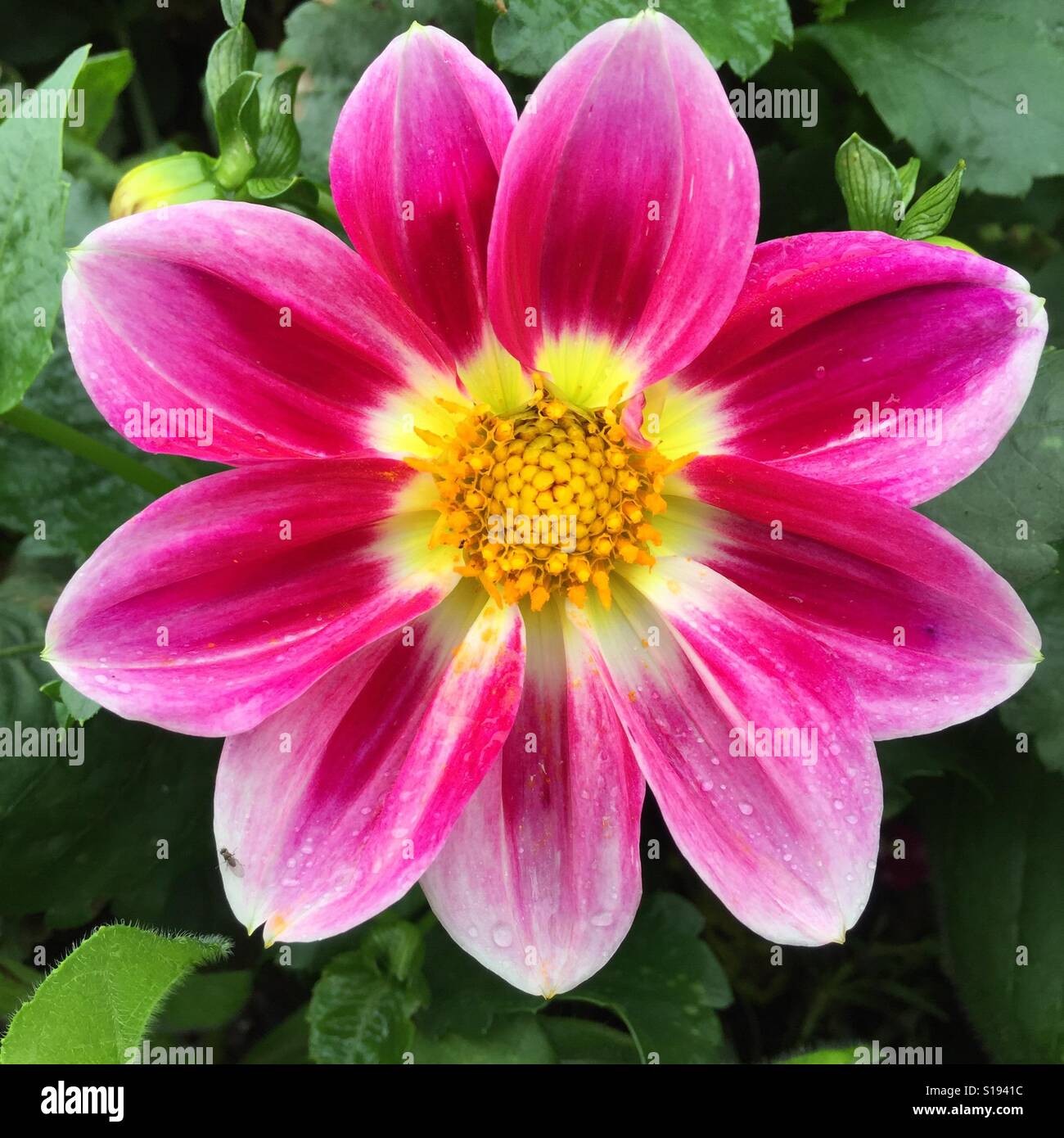 Mini nature hi-res stock photography and images - Alamy