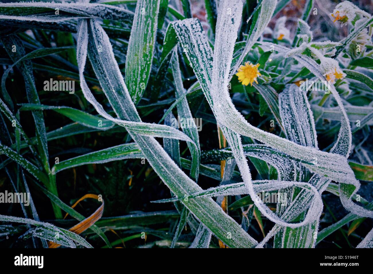Frozen flower hi-res stock photography and images - Alamy