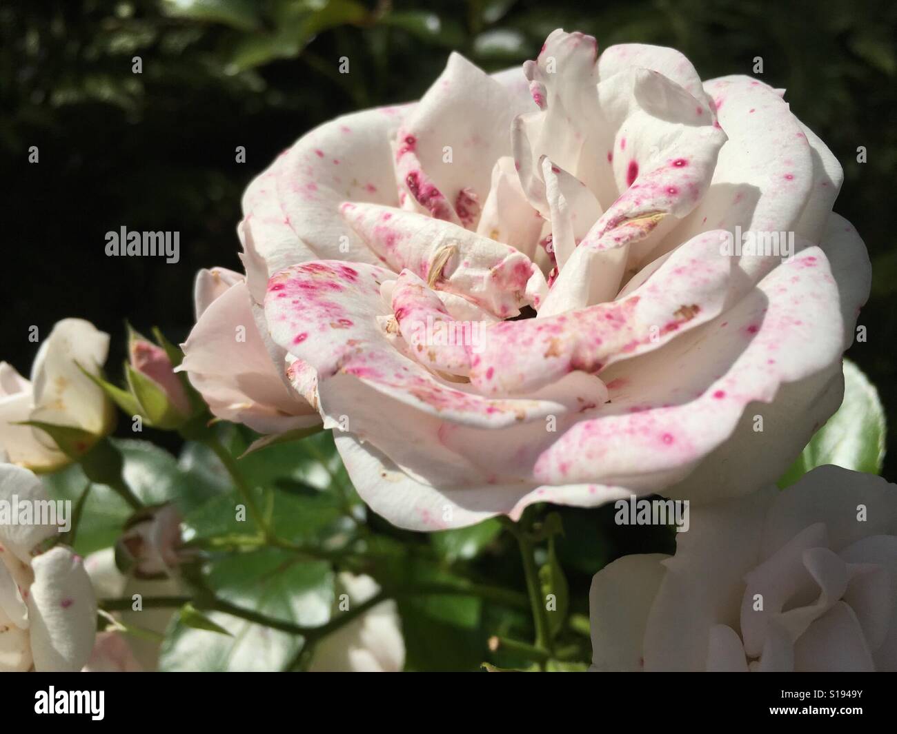 Pink speckled white rose Stock Photo, Royalty Free Image: 310602263 - Alamy