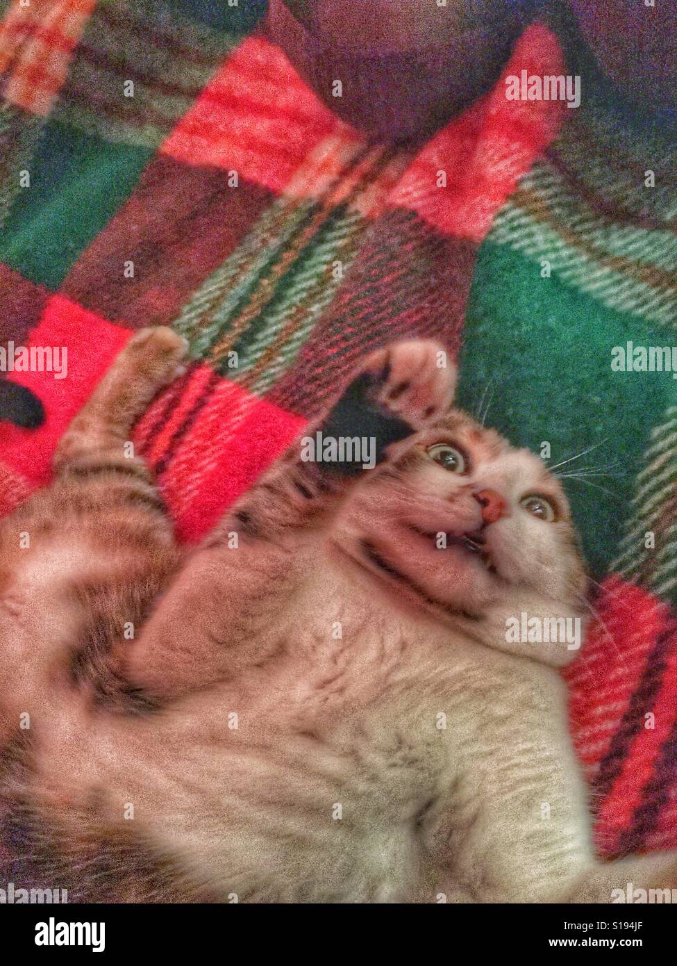 Mad cat hi-res stock photography and images - Alamy