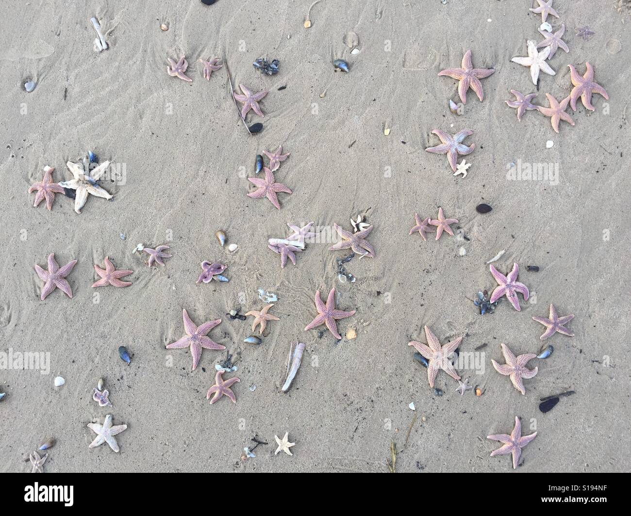 Starfish Stranded On Beach High Resolution Stock Photography and Images ...