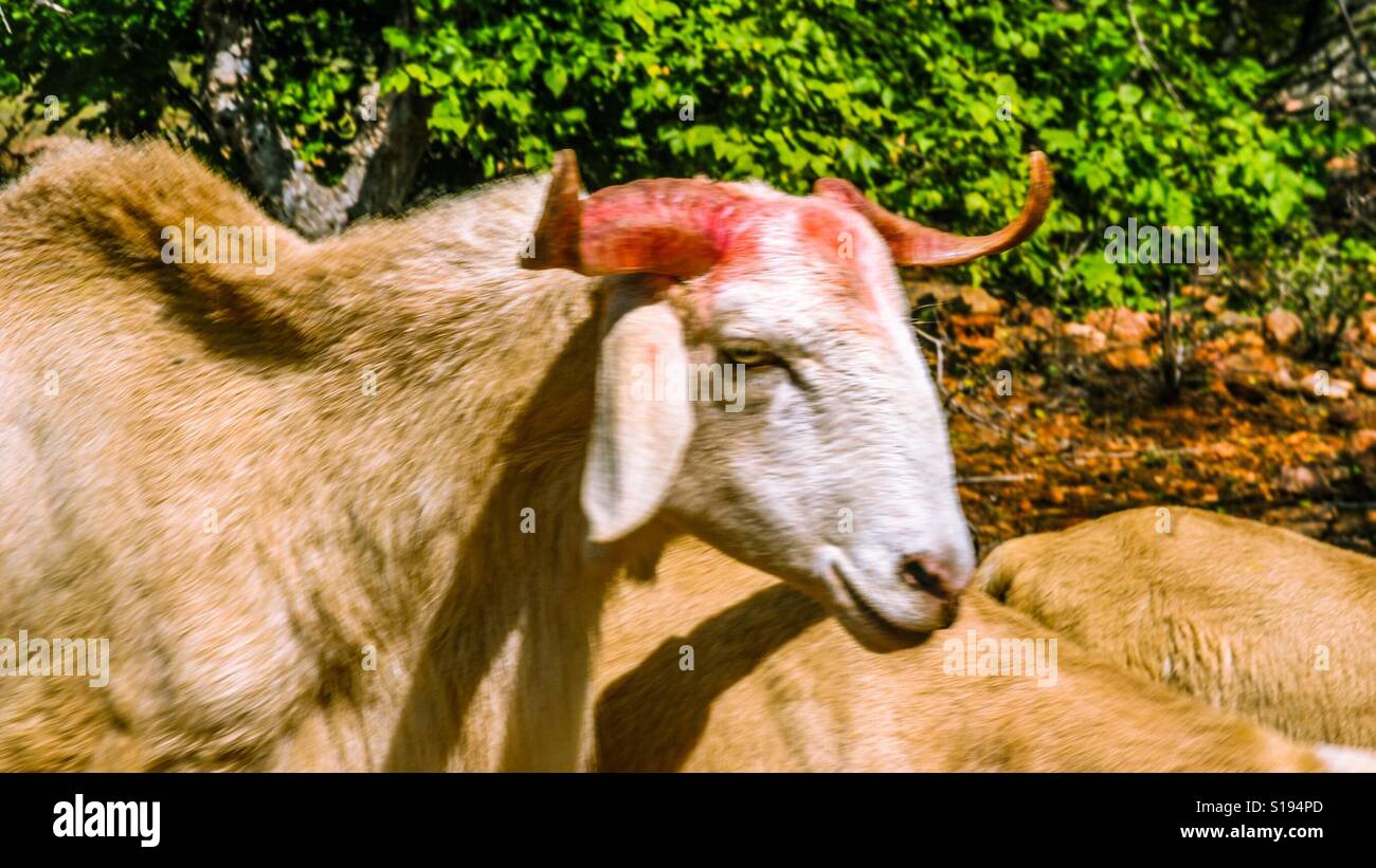 Indian goats hi-res stock photography and images - Alamy