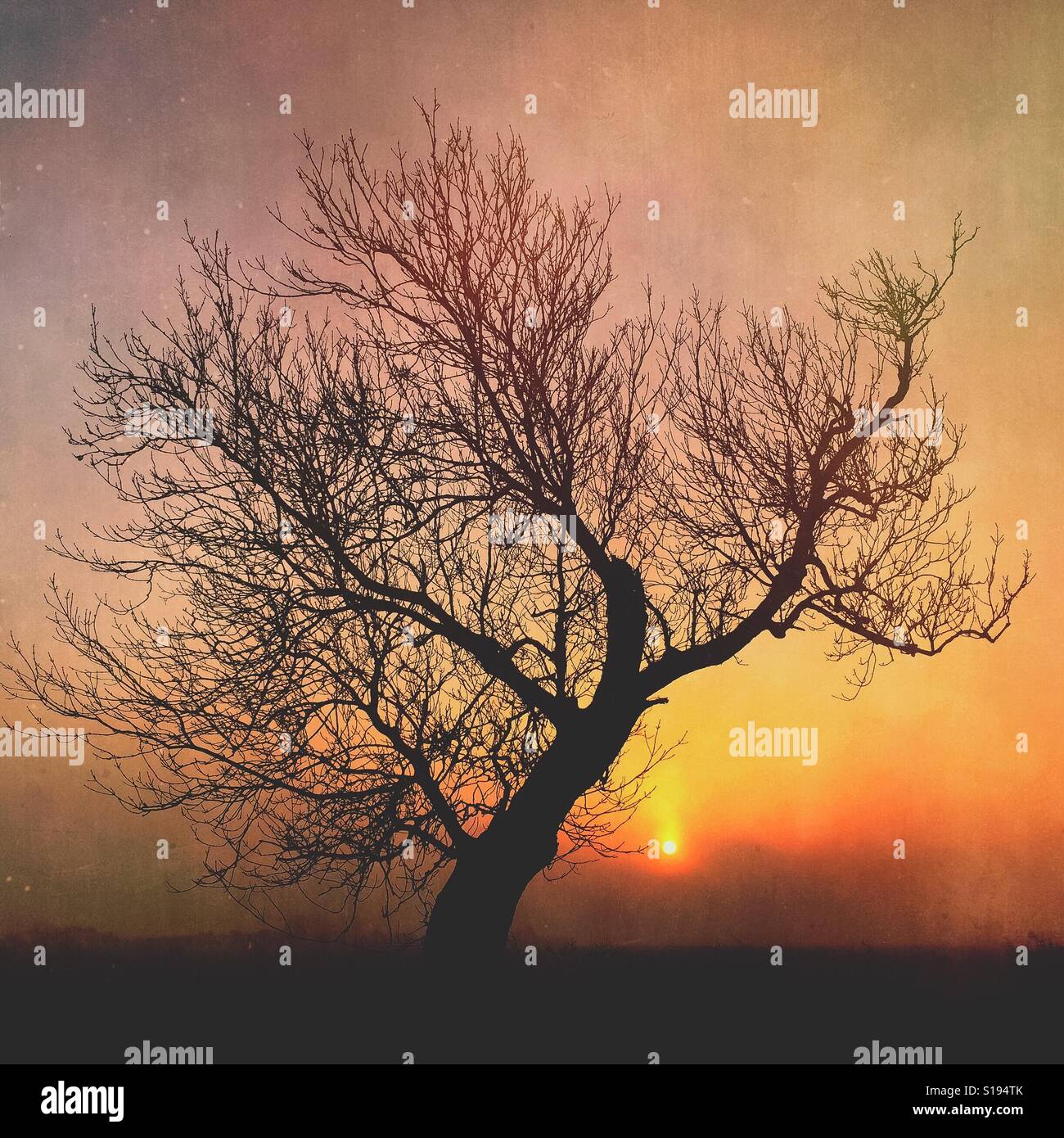 Ash Tree In Winter Stock Photos & Ash Tree In Winter Stock Images - Alamy