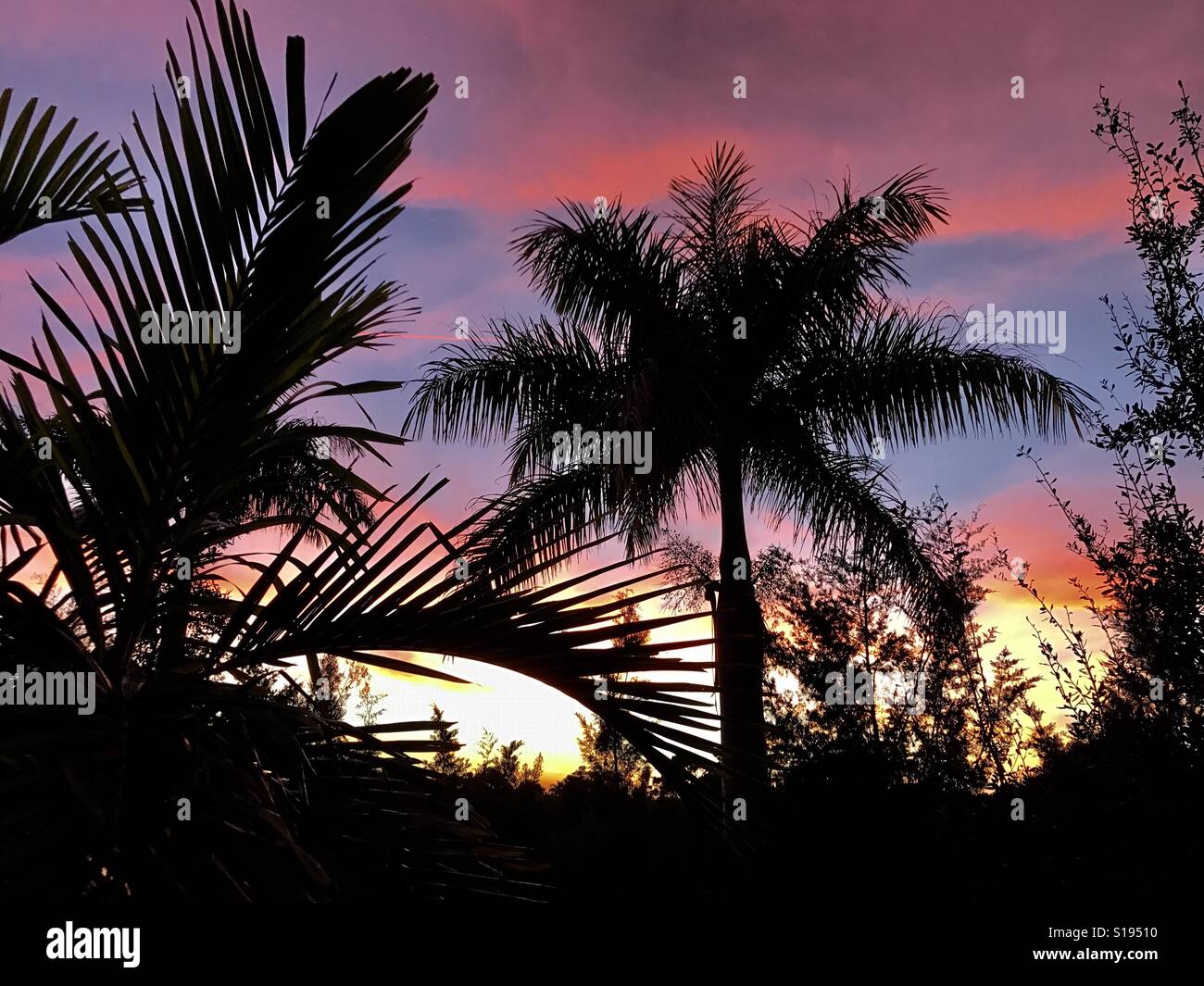 Sunset trees colors hi-res stock photography and images - Alamy