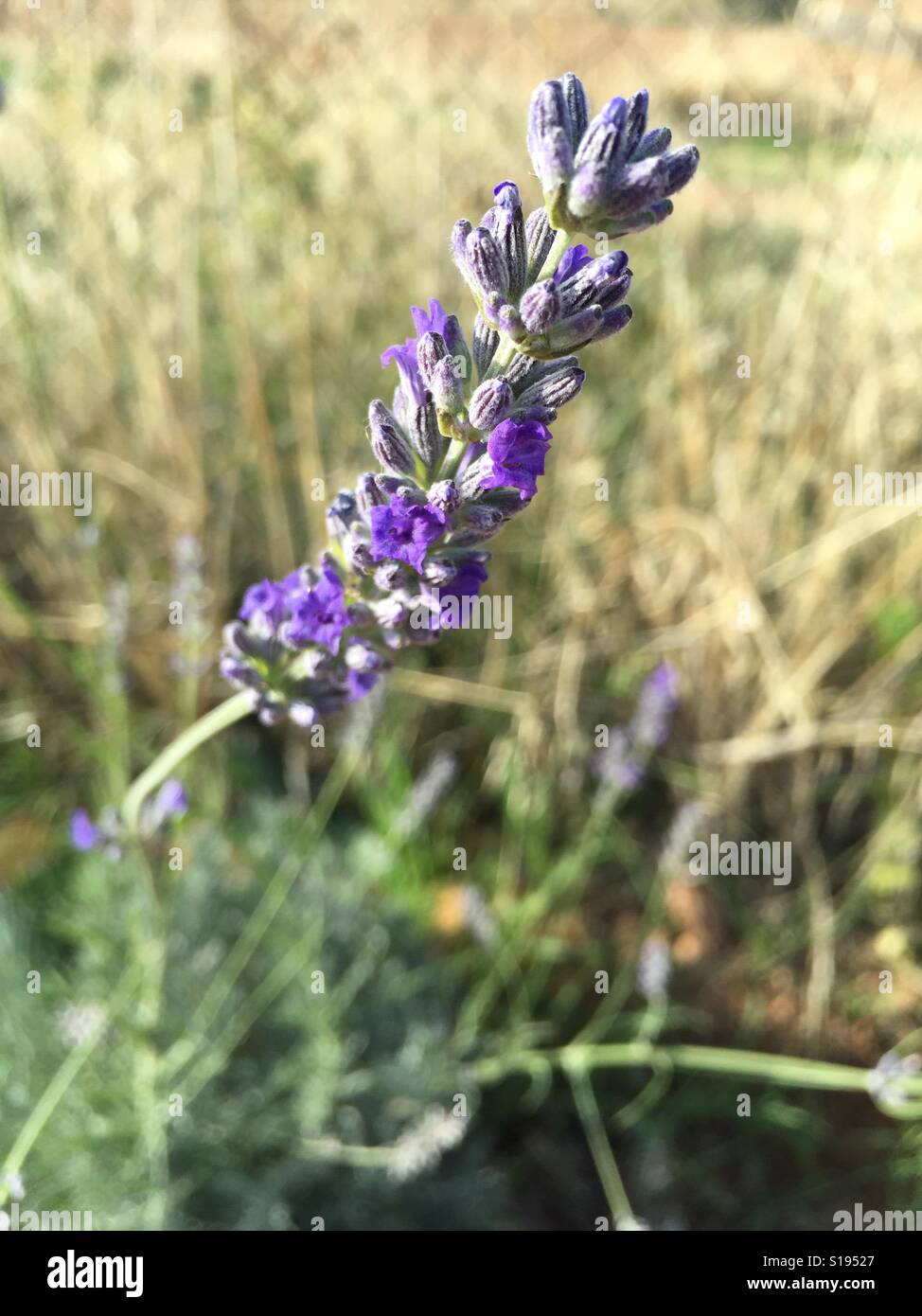 Lavender purple flower hi-res stock photography and images - Alamy