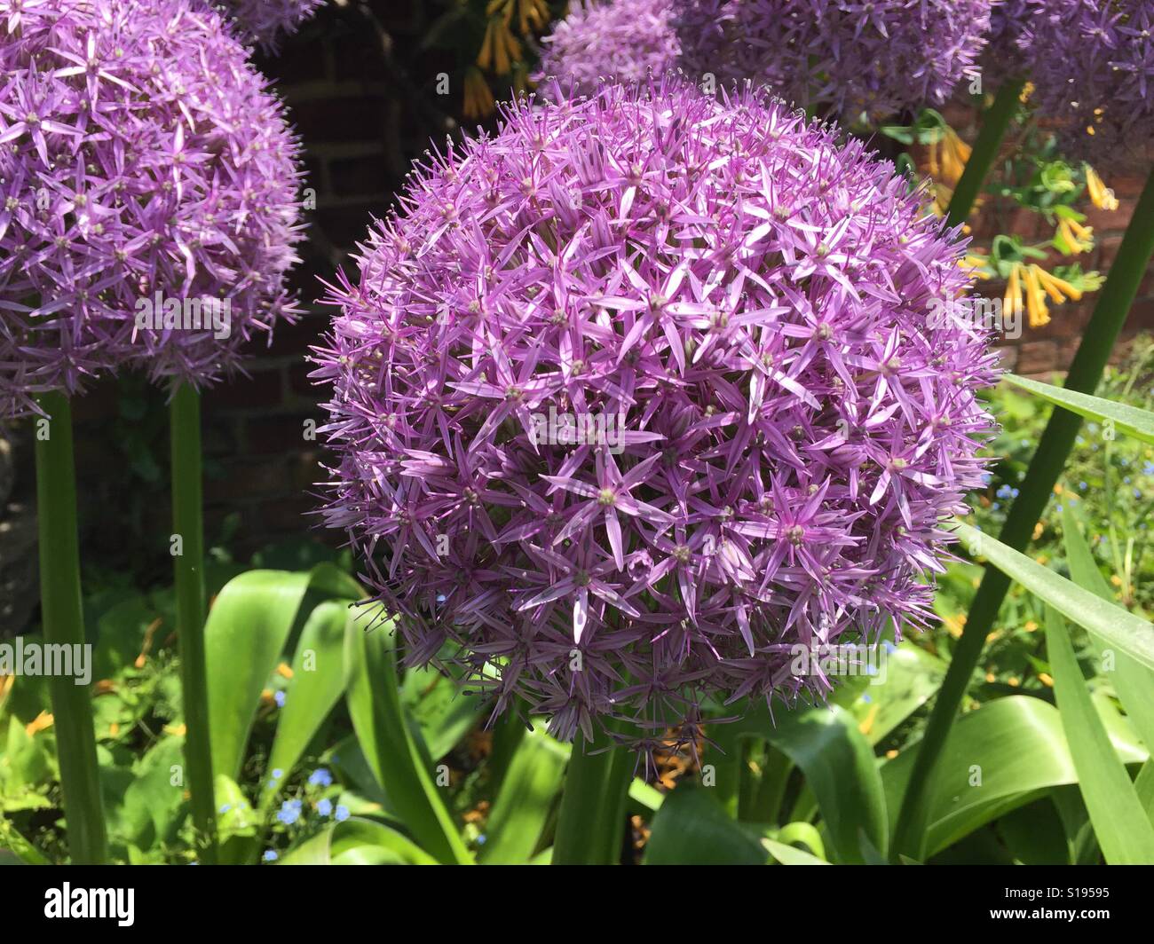 Purple hawaii flowers hi-res stock photography and images - Alamy