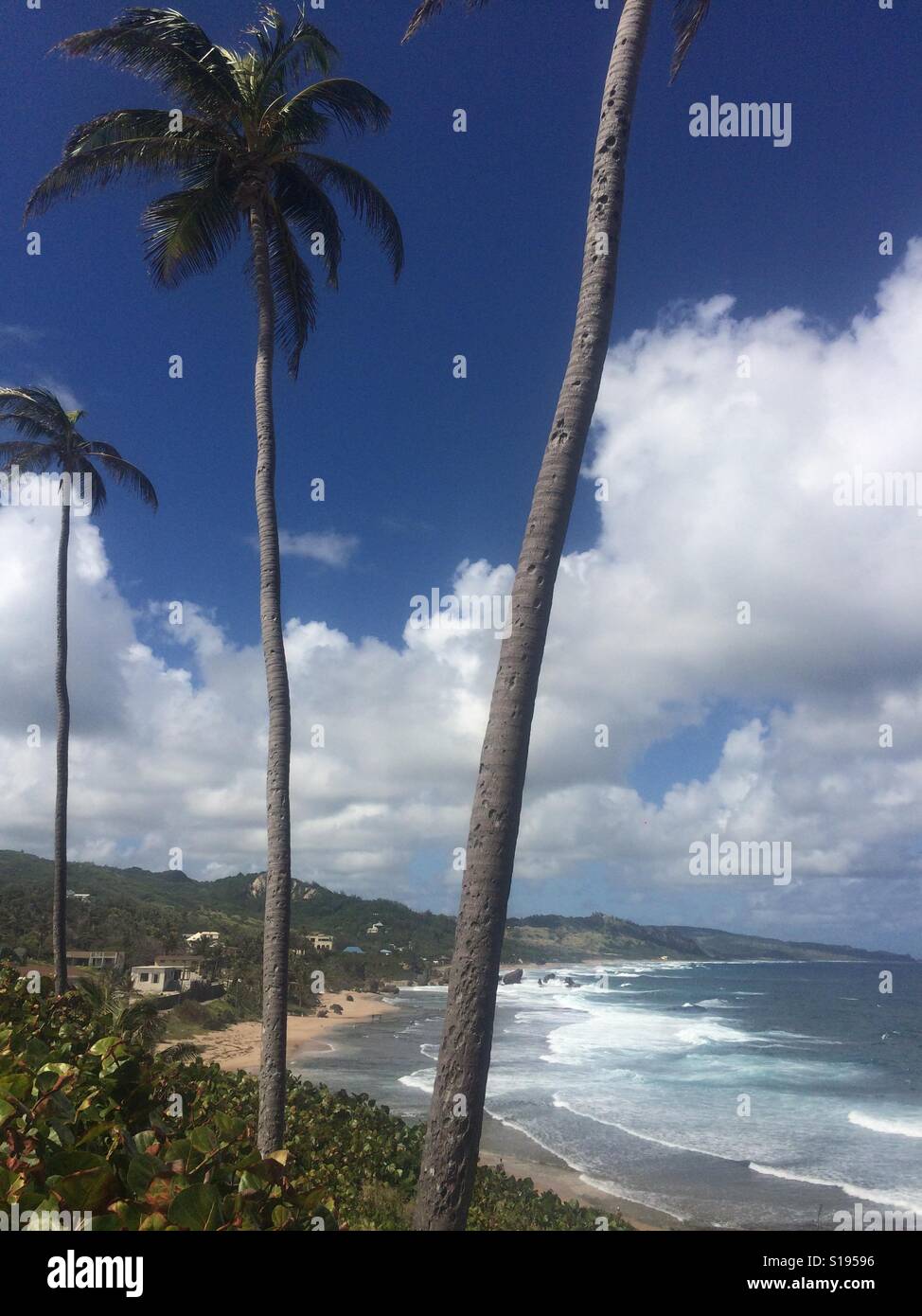 Barbados palm trees hi-res stock photography and images - Alamy