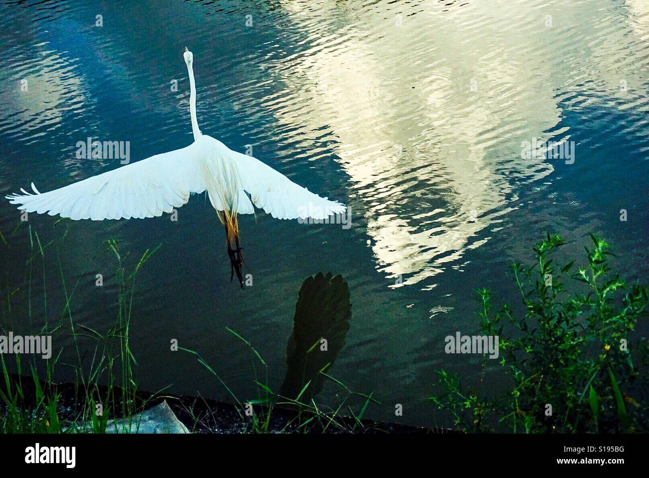 Crane water hi-res stock photography and images - Alamy