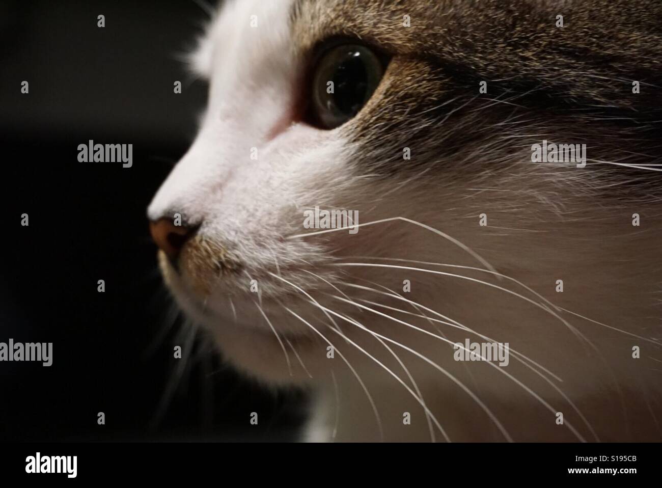 Tom cat pet hi-res stock photography and images - Alamy