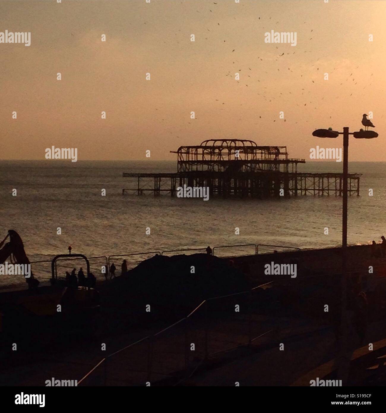 Brighton Pier Birds High Resolution Stock Photography and Images - Alamy