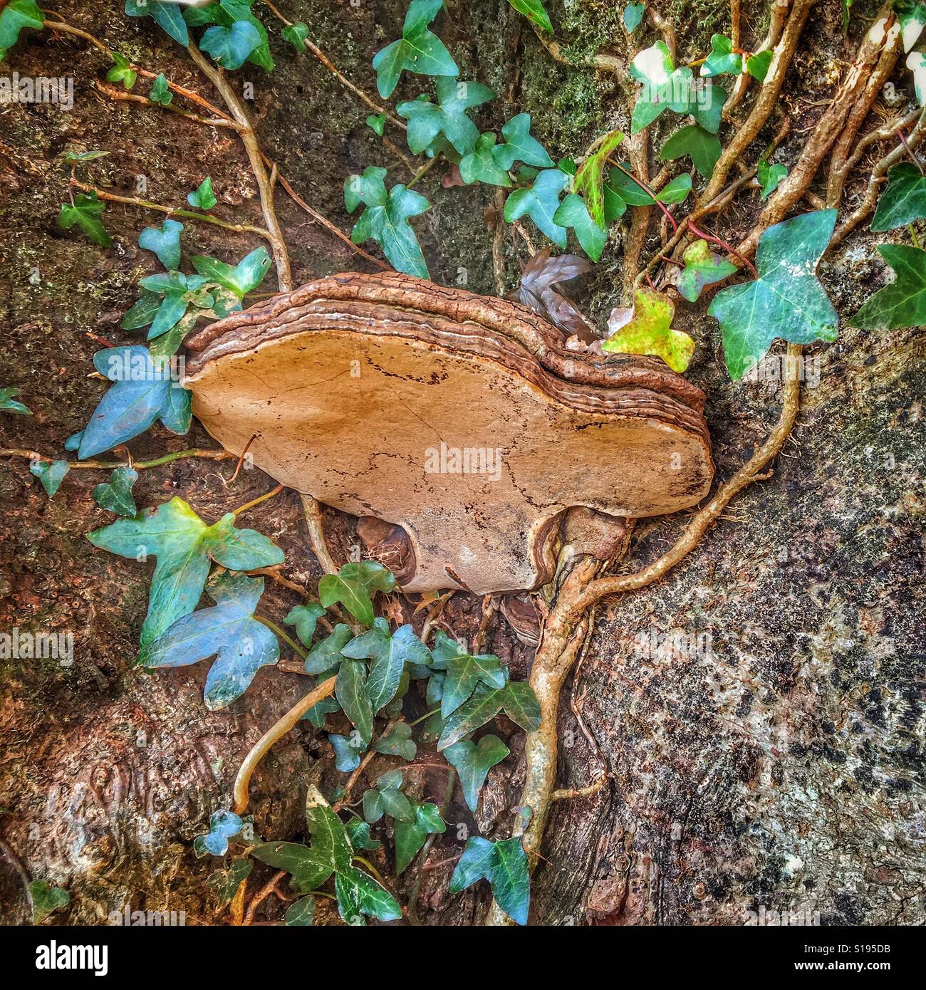 Bracket fungus growing on a tree at Roborough Down, Devon, UK Stock ...