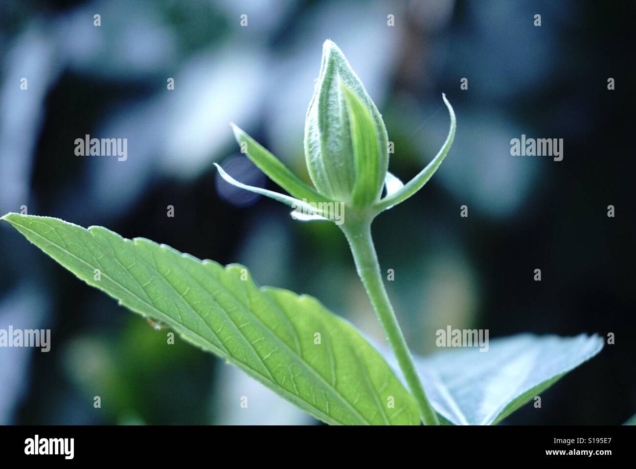 Budding green leaf hi-res stock photography and images - Alamy