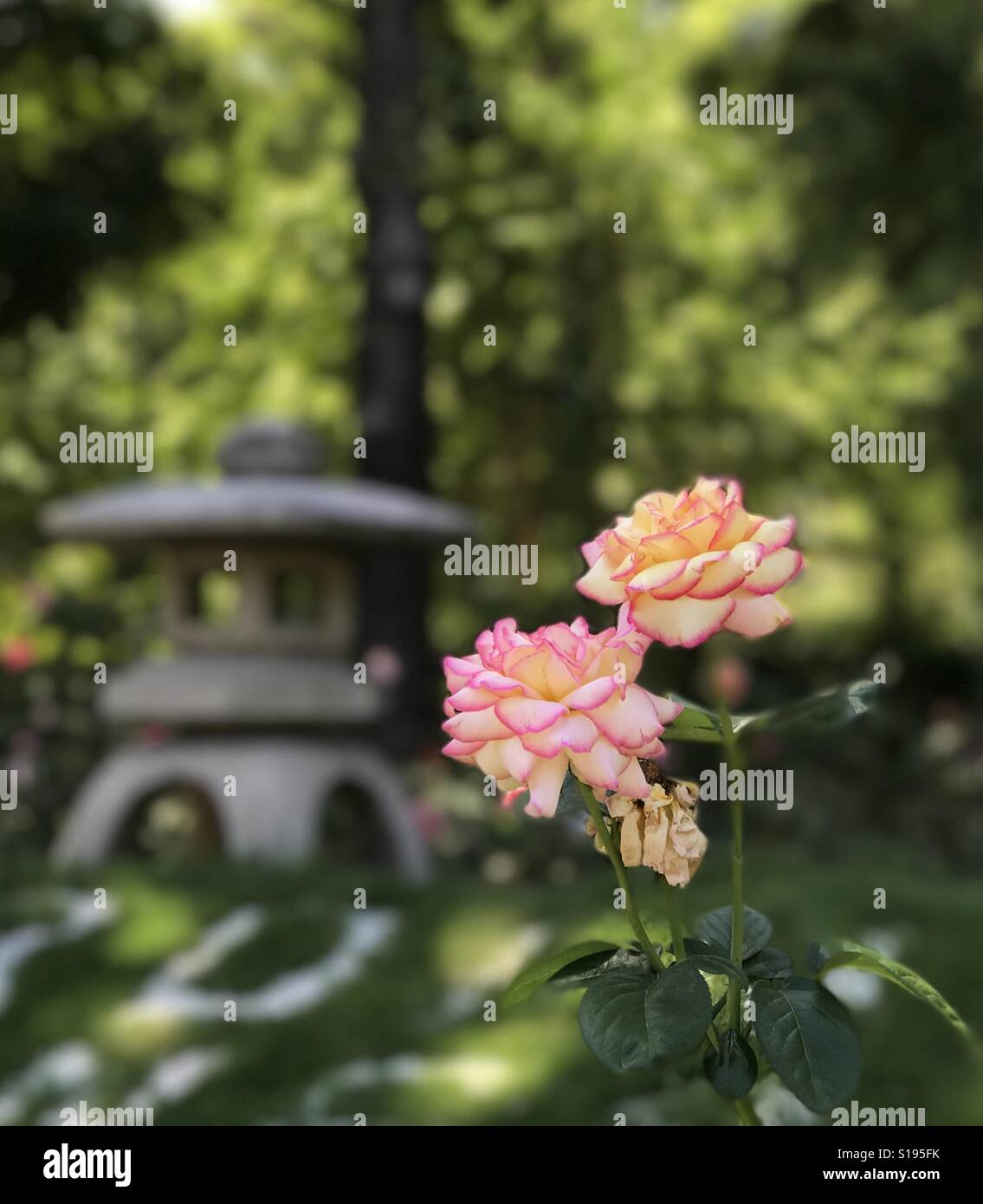 Pink rose in the Japanese Garden Stock Photo - Alamy