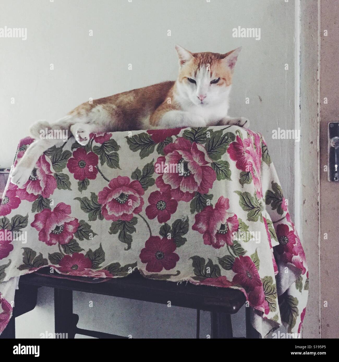 Stockimo cat hi-res stock photography and images - Alamy