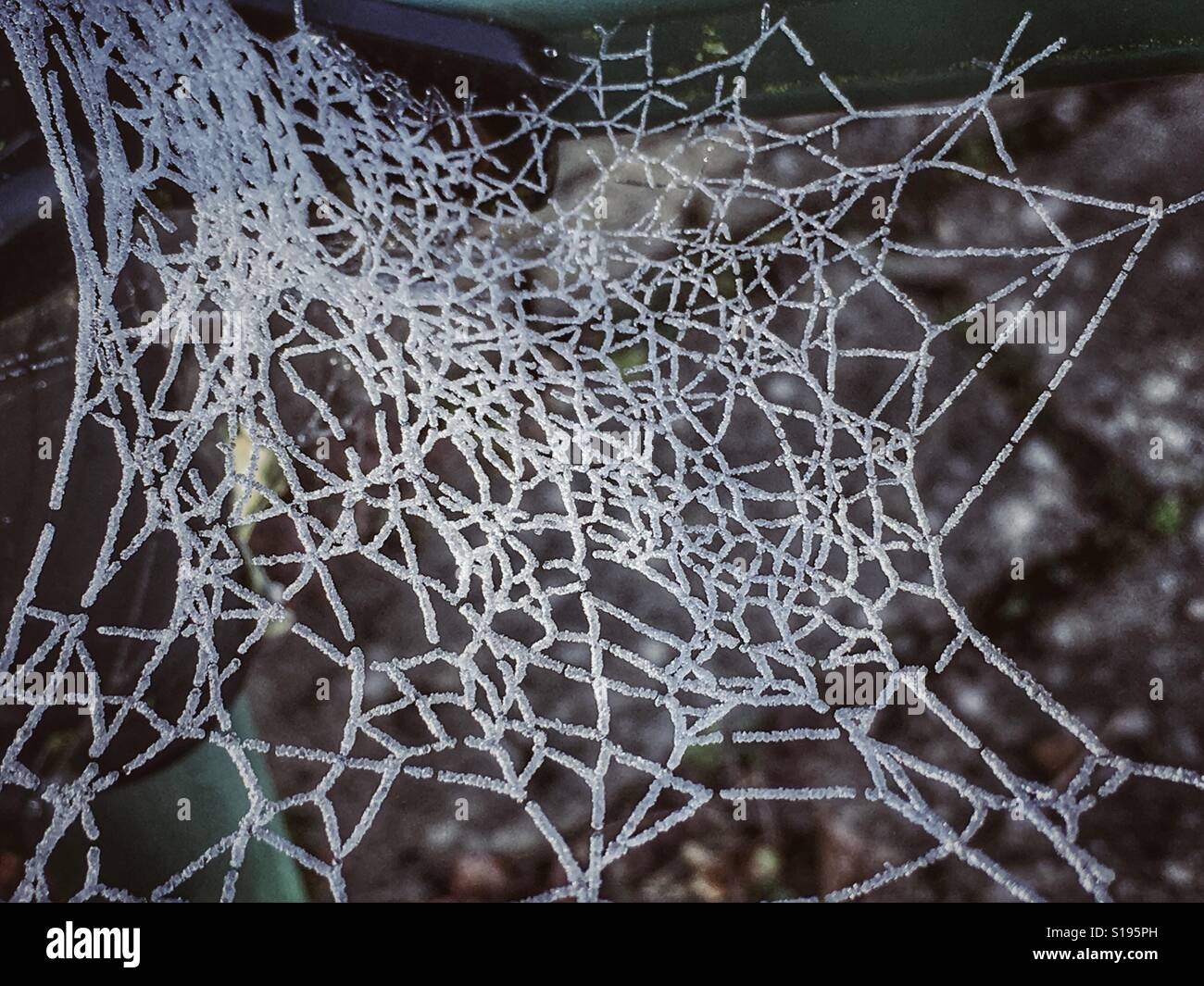 Spider's web, covered in frost Stock Photo - Alamy