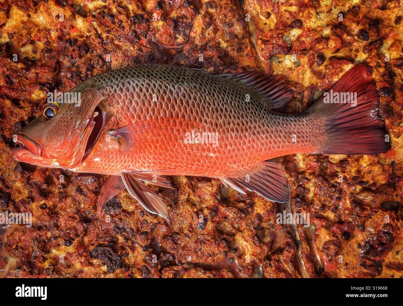 Mangrove snapper High Resolution Stock Photography and Images - Alamy