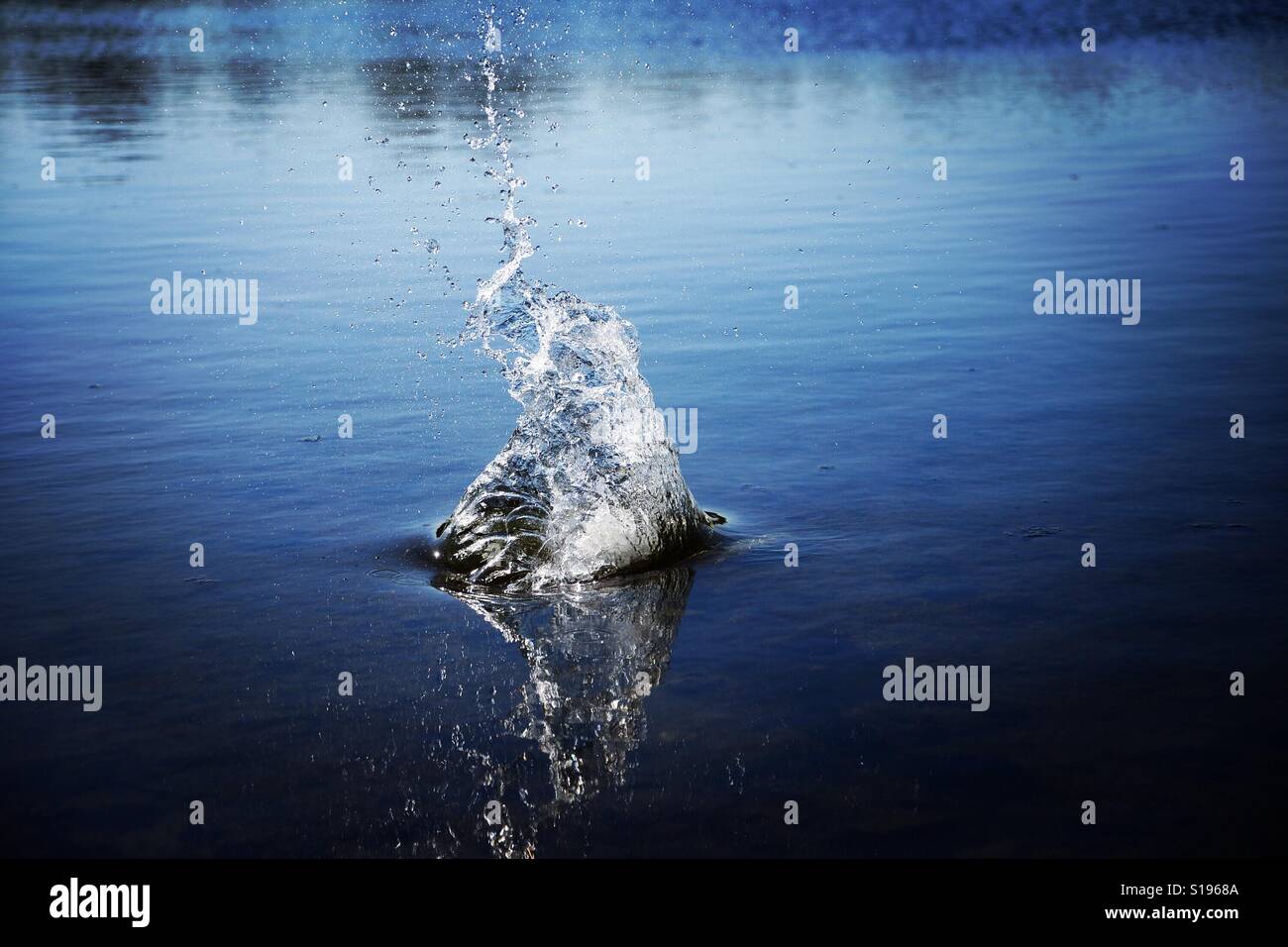Freeze splash hi-res stock photography and images - Alamy