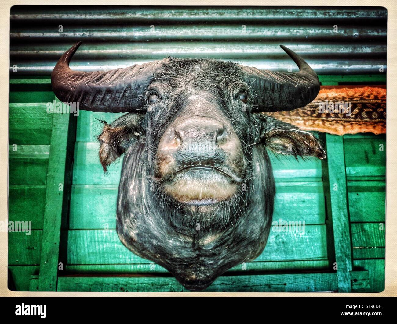 Water buffalo australia hi-res stock photography and images - Alamy