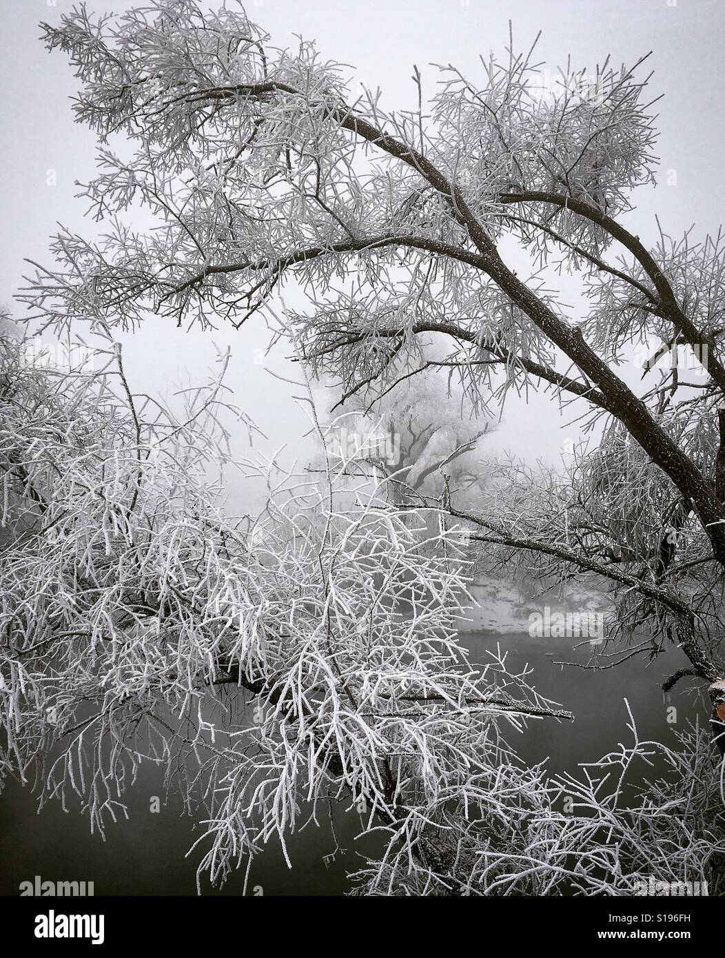 Trees in a Winter time Stock Photo - Alamy
