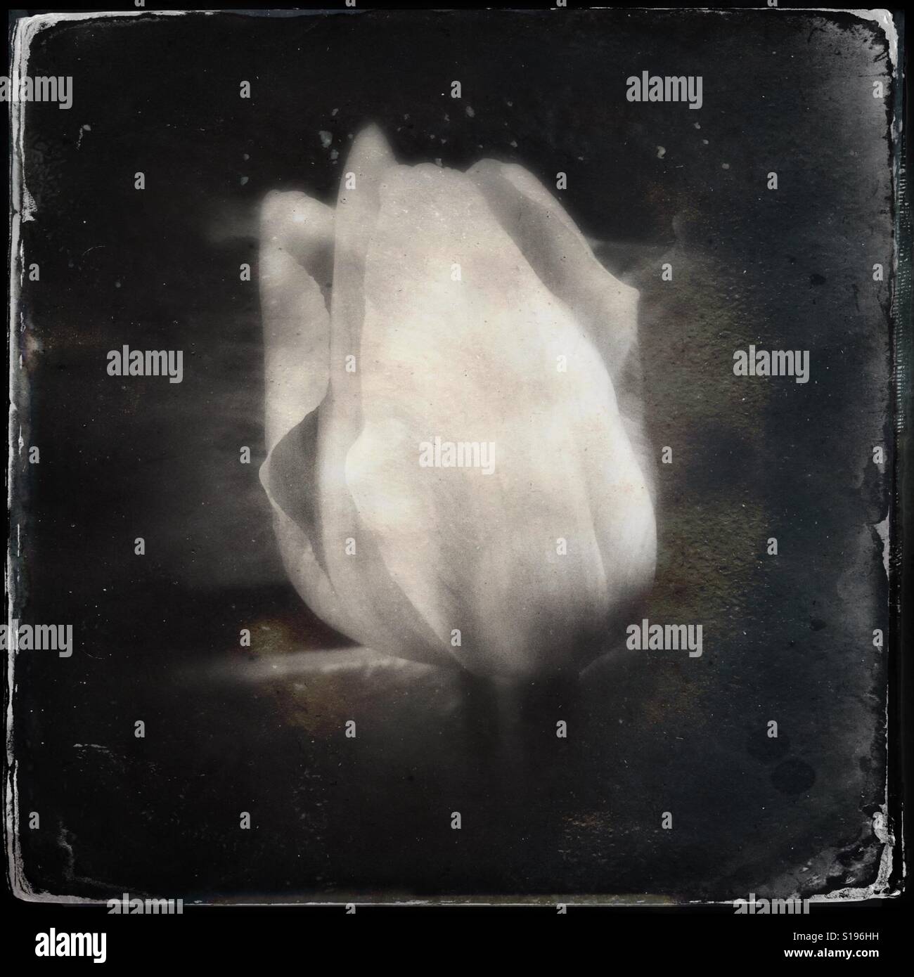 Tintype photograph hi-res stock photography and images - Alamy