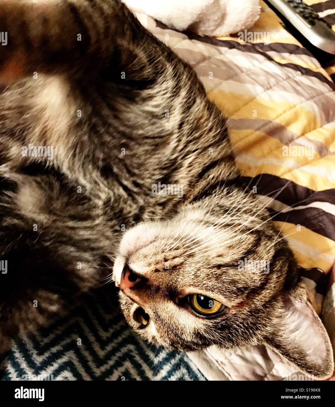 Beautiful young playful tabby cat with prominent stripes and copper ...